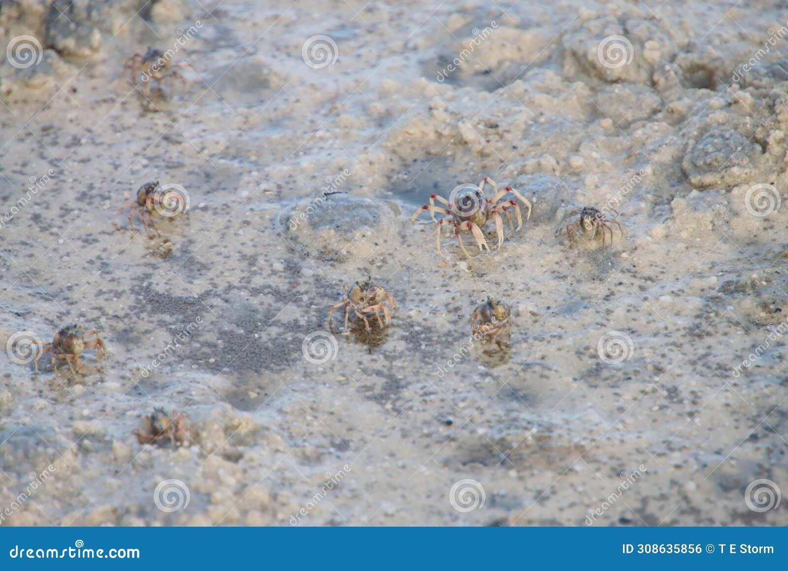 Soldier Crabs on the Sandflat Stock Photo - Image of beach, soldier ...
