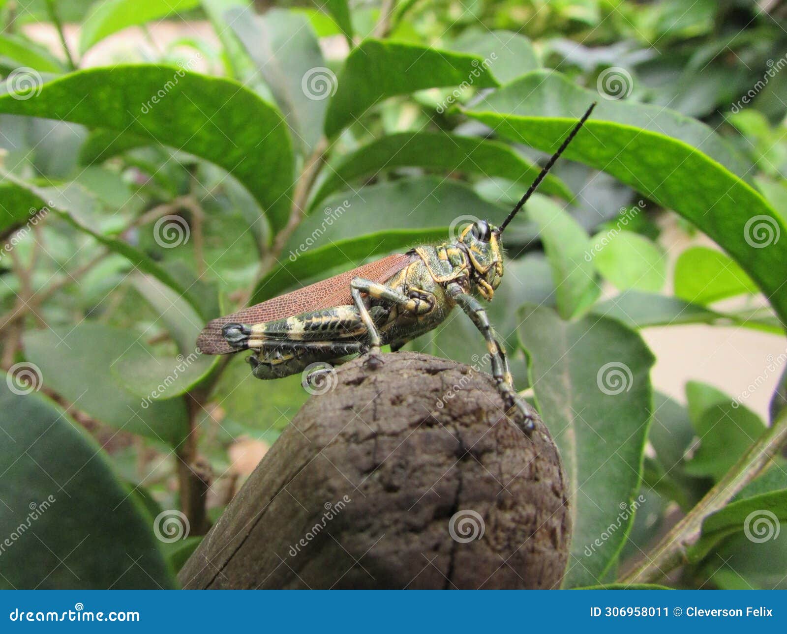 The Soldier Cricket Perched on a Small Tree Stock Image - Image of ...