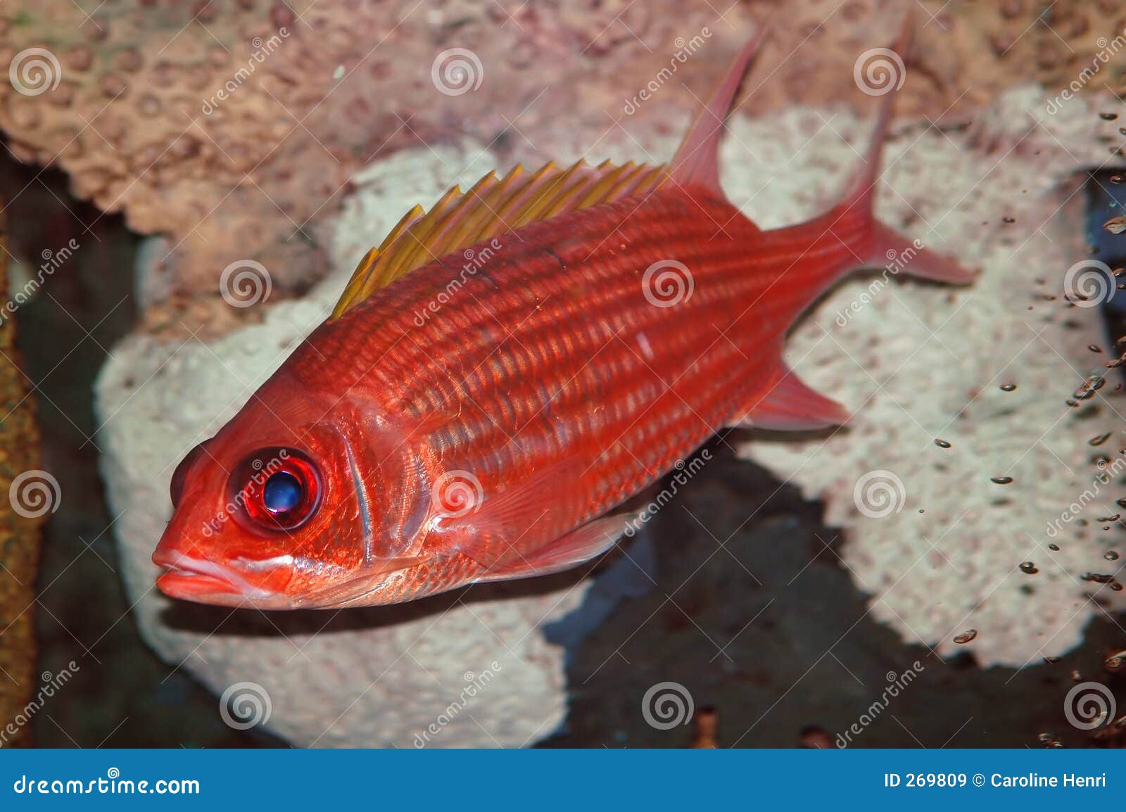 Soldier fish stock image. Image of fishes, lakes, fish - 269809