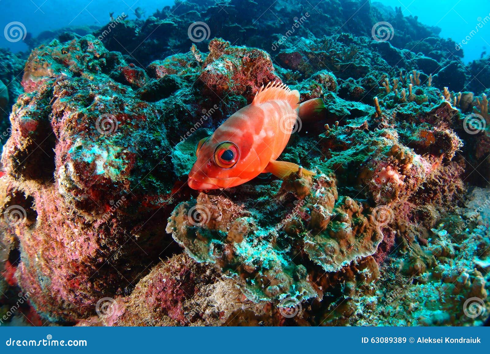 Soldier fish stock image. Image of underwater, reefscape - 63089389