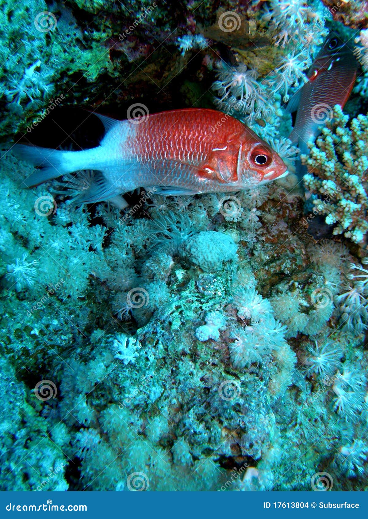 Soldier Fish Seychelles stock photo. Image of glass, garden - 17613804