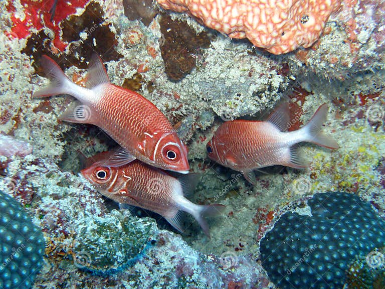Soldier Fish Seychelles stock image. Image of ocean, peacock - 21423245