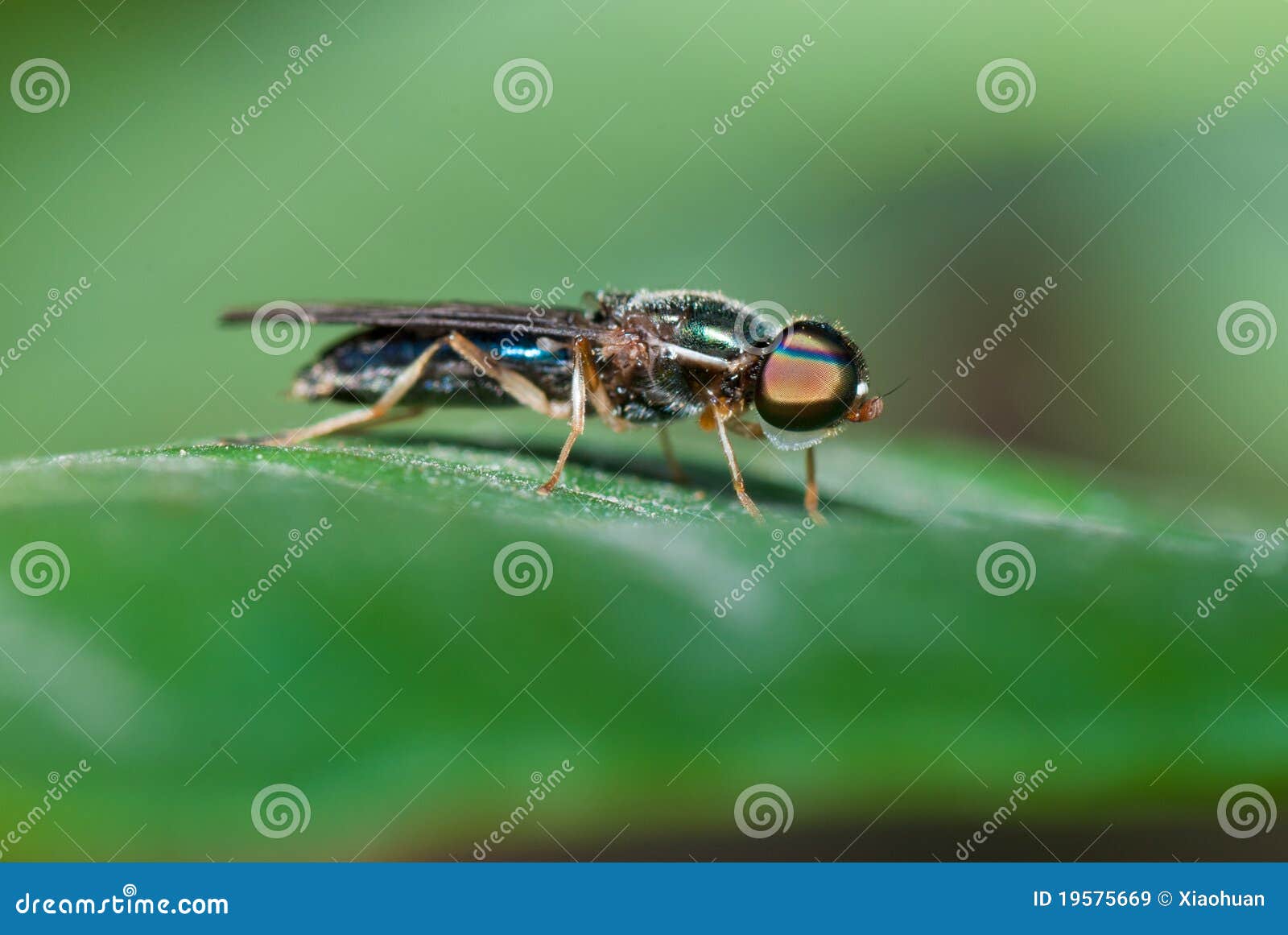 Soldier fly stock image. Image of antenna, closeup, green - 19575669