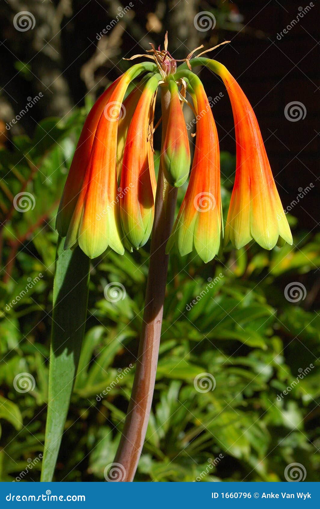 Soldier Lily flower stock photo. Image of garden, hang - 1660796