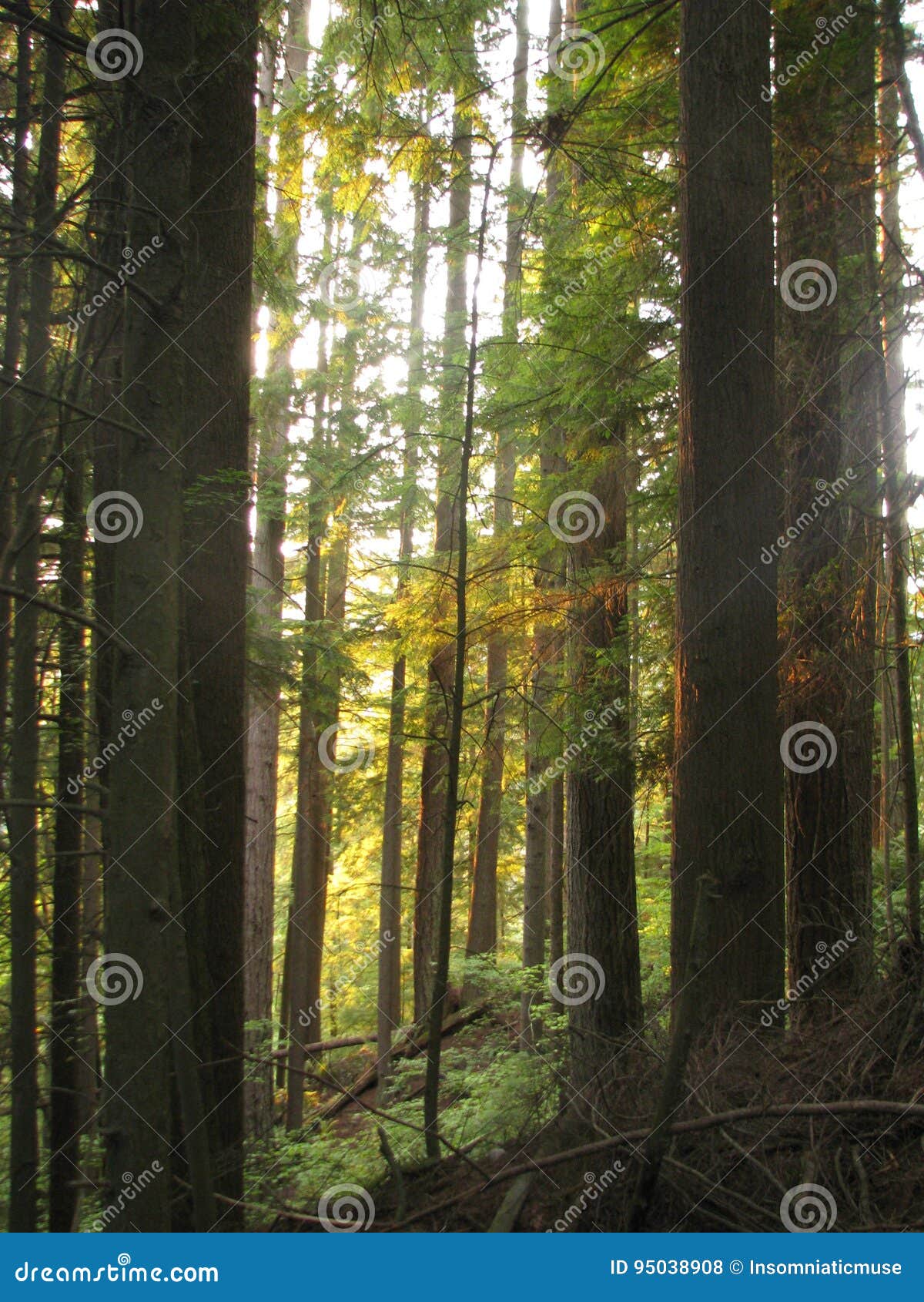 Soldier Pines stock photo. Image of british, light, soldier - 95038908