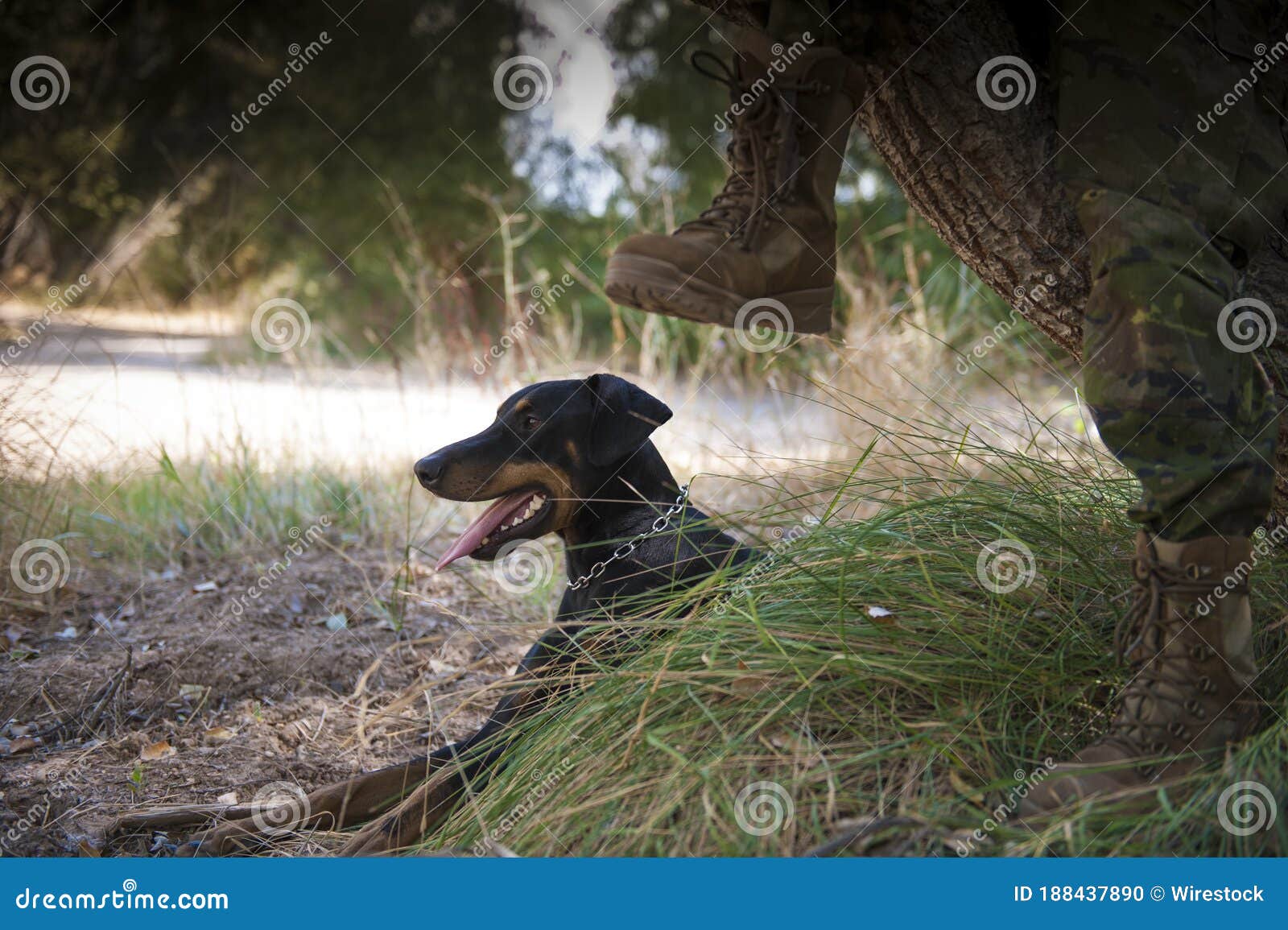 Soldier Sitting on a Tree with a Doberman Lying on the Ground Covered ...