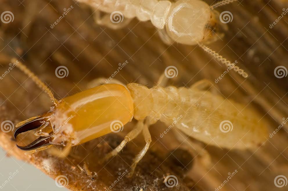 Soldier termite stock photo. Image of brood, closeup, soldier - 5280682