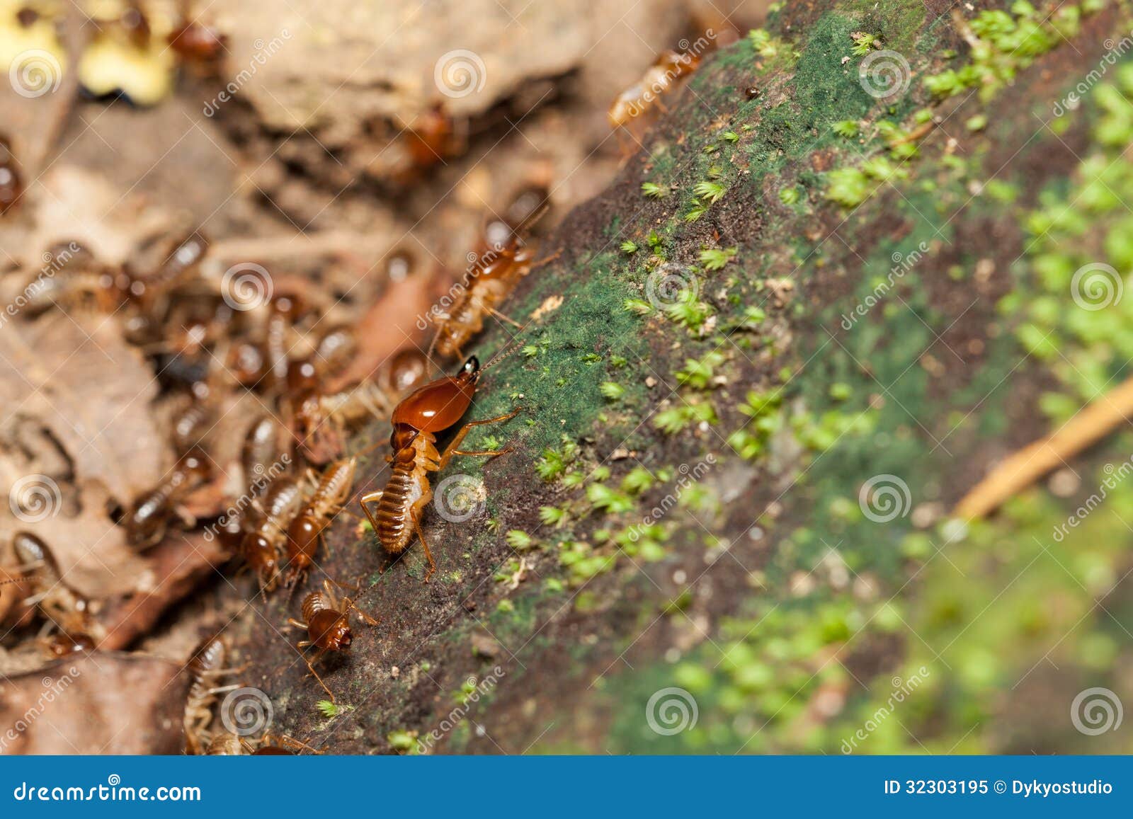 1,196 Worker Termites Stock Photos - Free & Royalty-Free Stock Photos ...