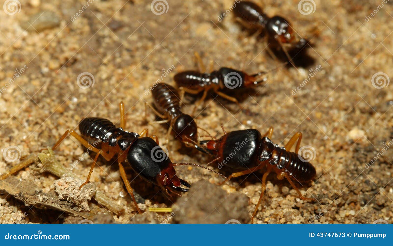 The Soldier Termite of Soil Eaters Stock Image - Image of pest, timber ...