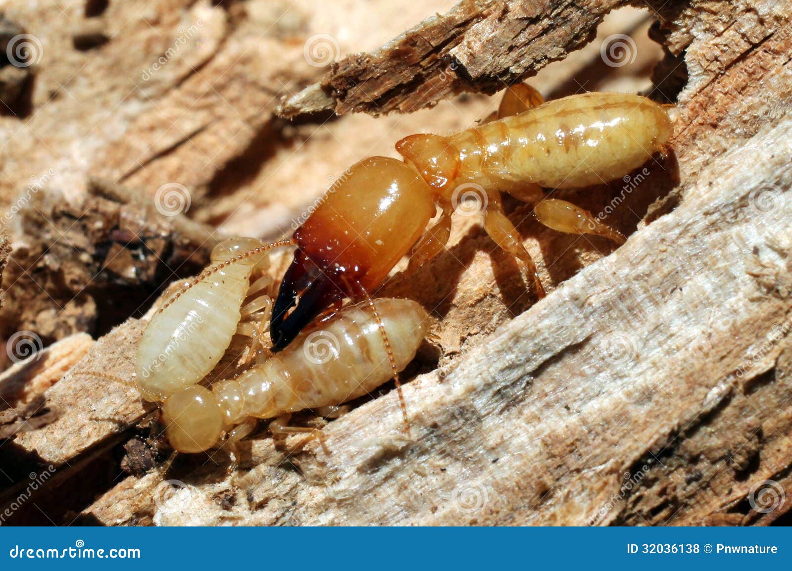 Soldier Termite with Workers Stock Photo - Image of pale, wood: 32036138
