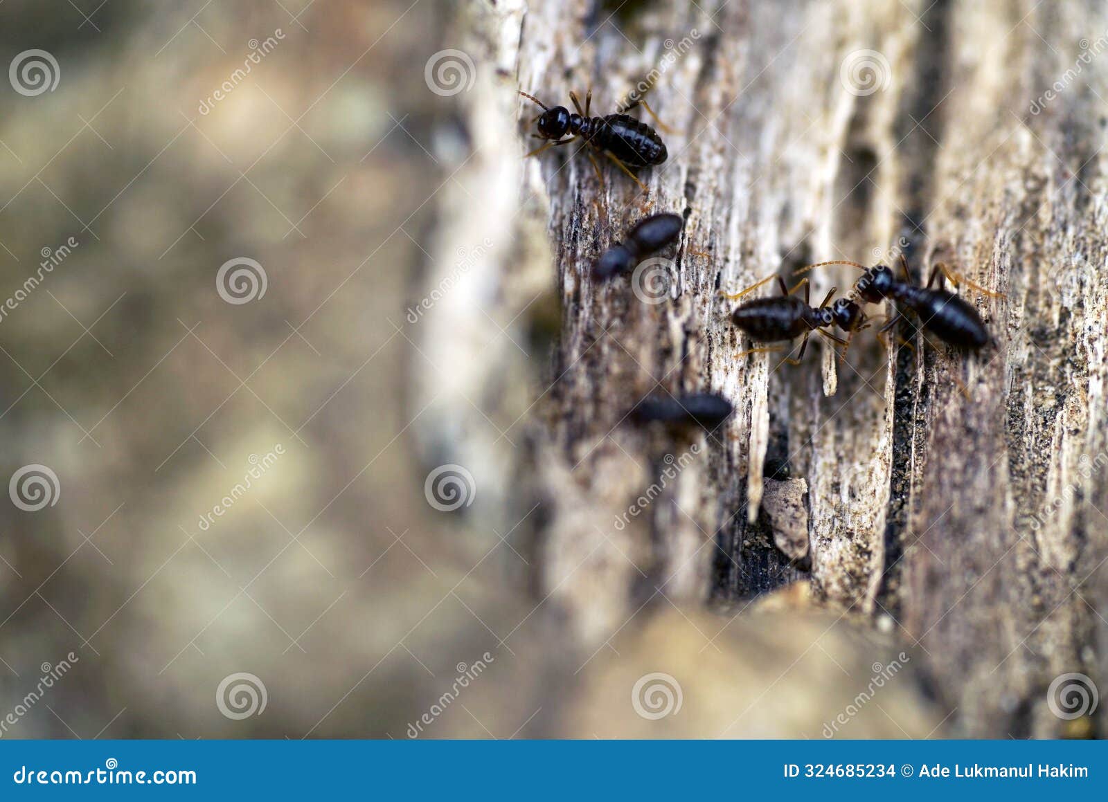 The Soldier Termites of Wood Eaters Stock Photo - Image of colony ...
