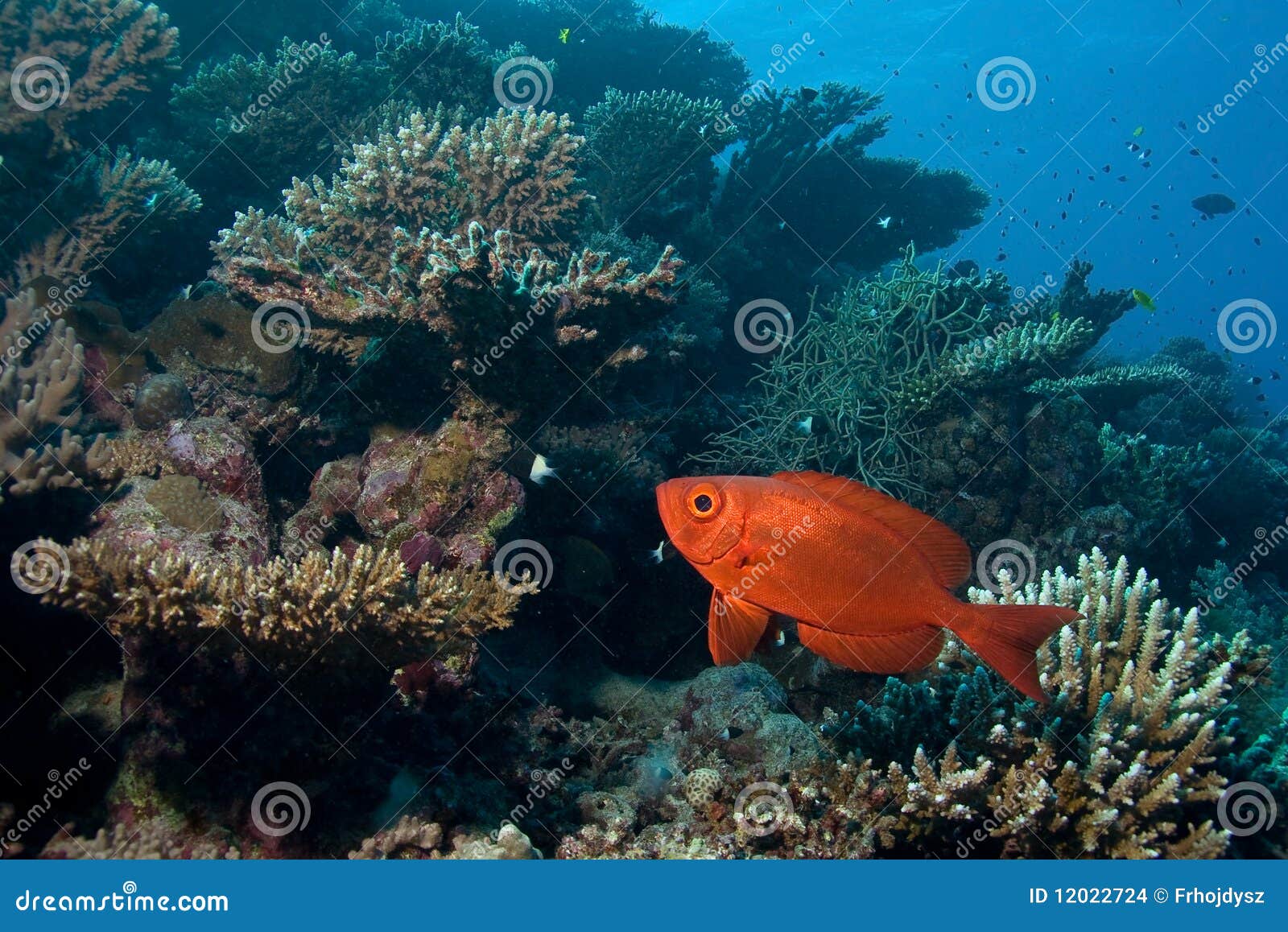 Soldierfish stock photo. Image of biology, ocean, nature - 12022724
