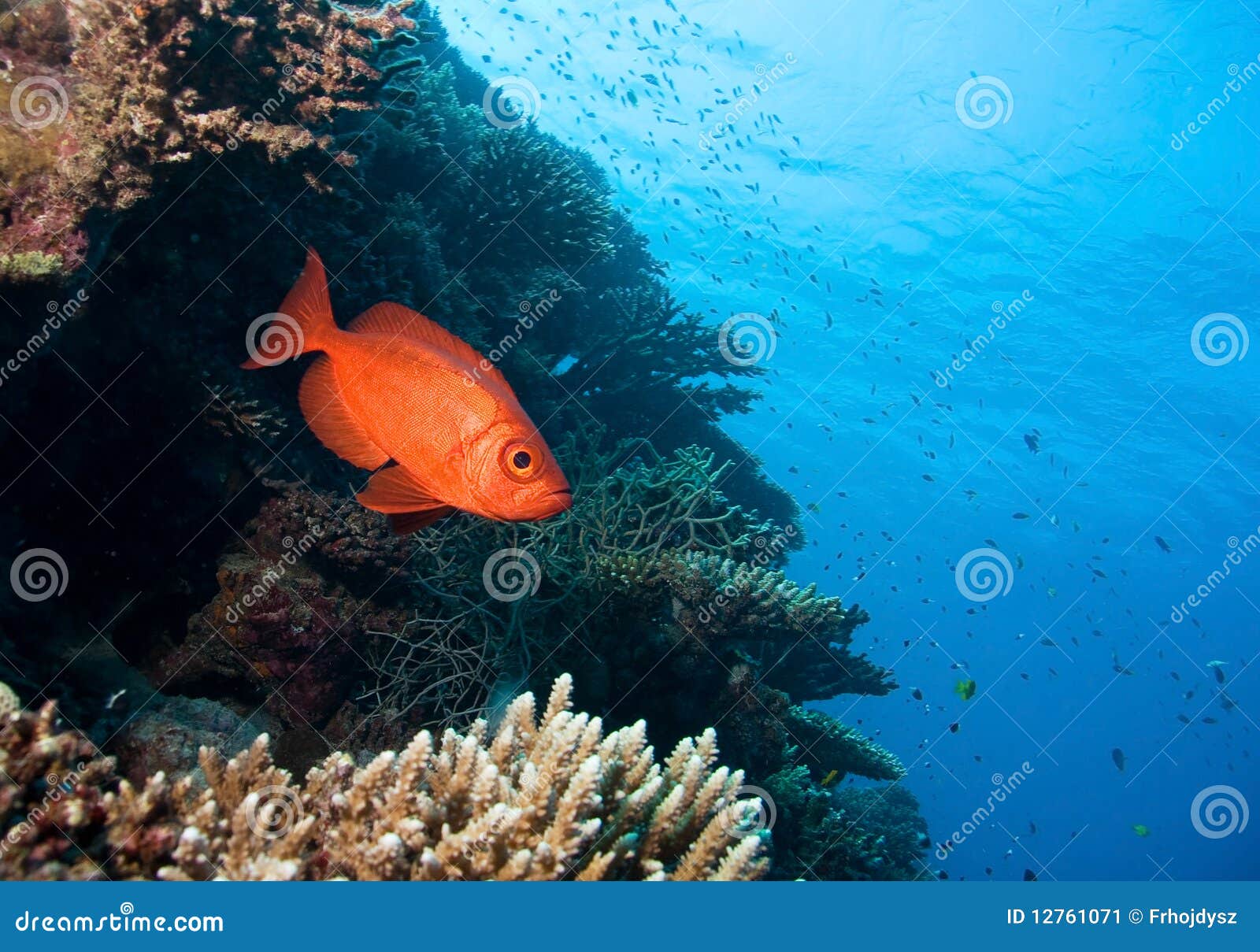 Soldierfish stock image. Image of soldierfish, sealife - 12761071