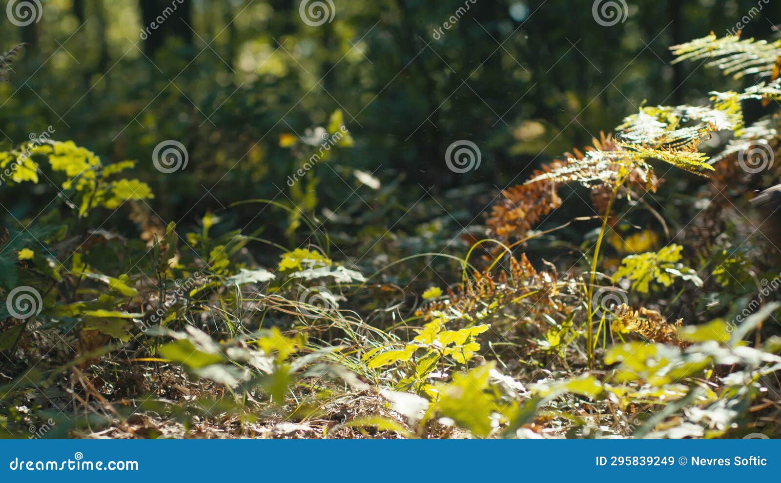 Soldiers Feet Walk through the Forest Stock Video - Video of troops ...