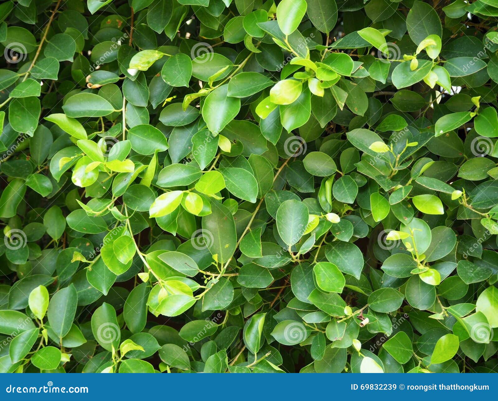 Sole al cespuglio verde immagine stock. Immagine di fogli - 69832239