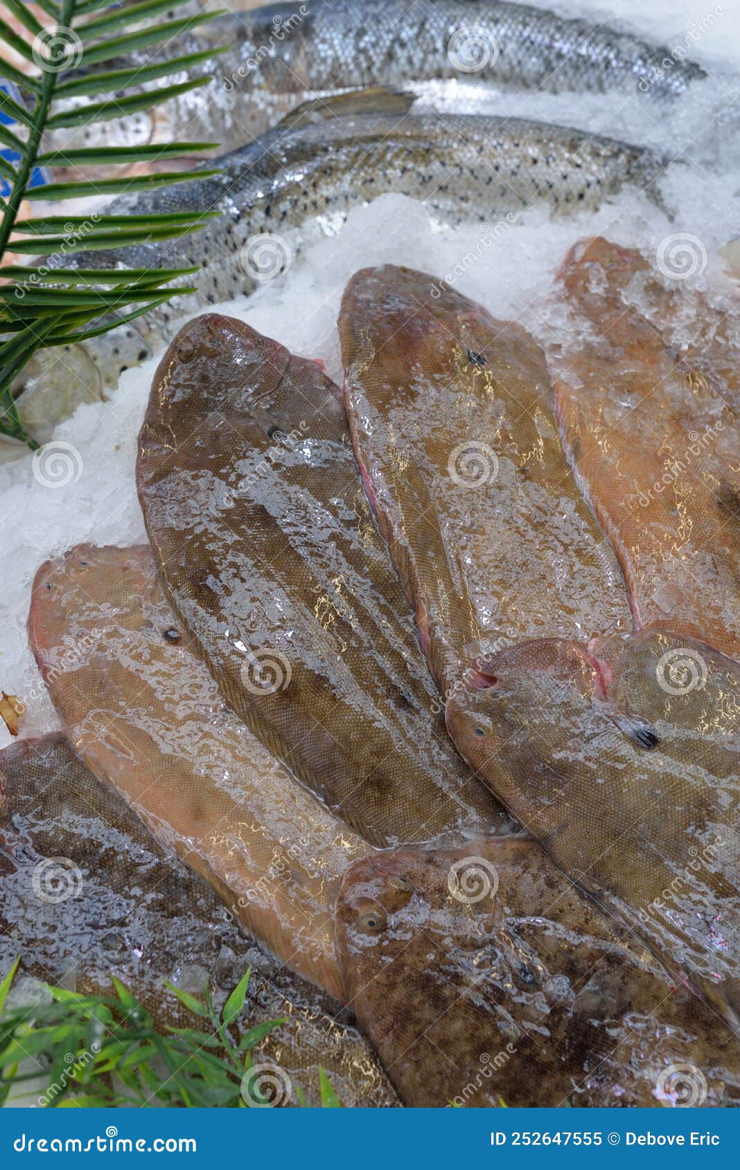 Sole Close-up on a Shelf in a Fishmonger Stock Image - Image of shop ...