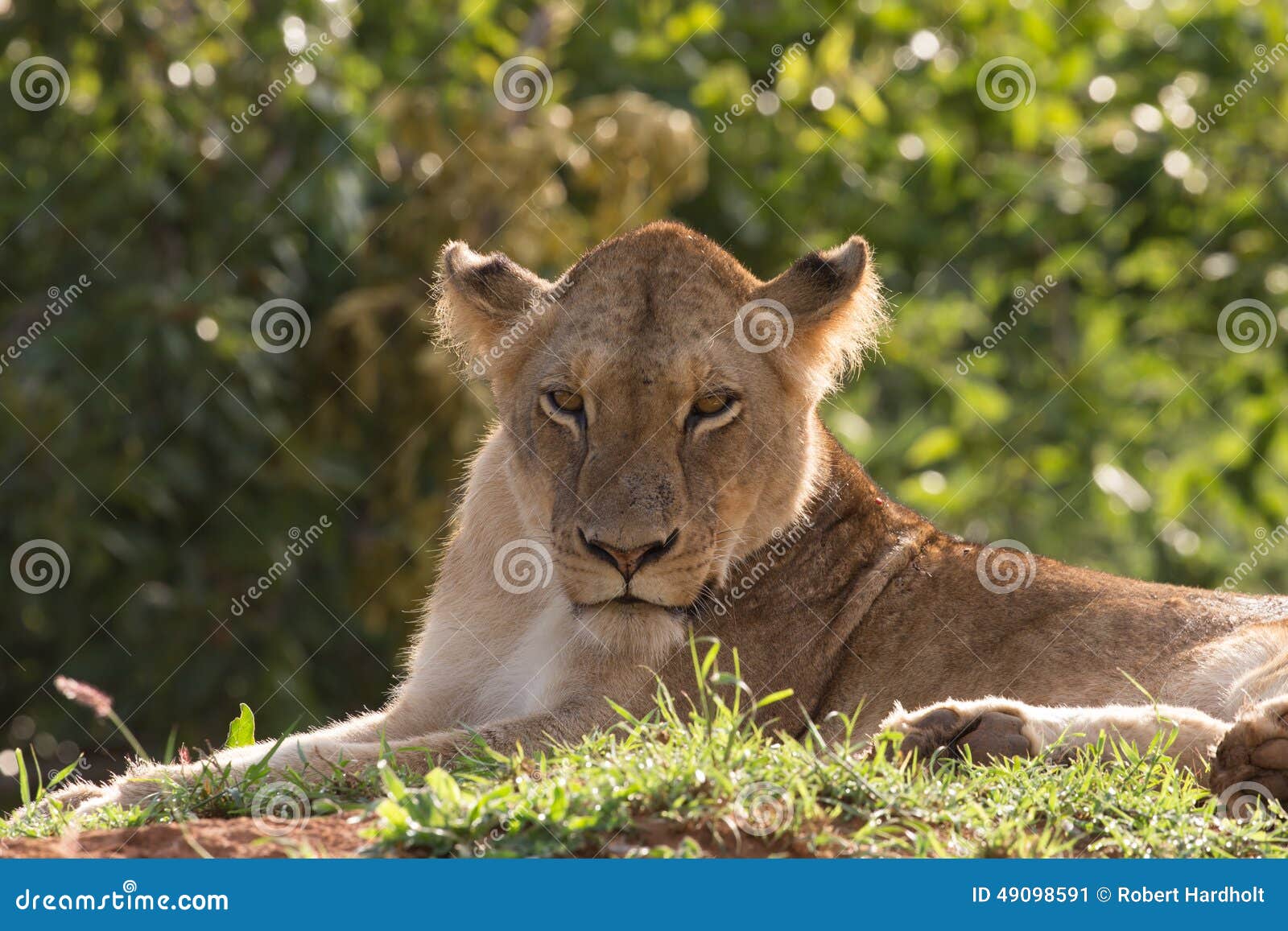 Sole del leone di mattina immagine stock. Immagine di africa - 49098591