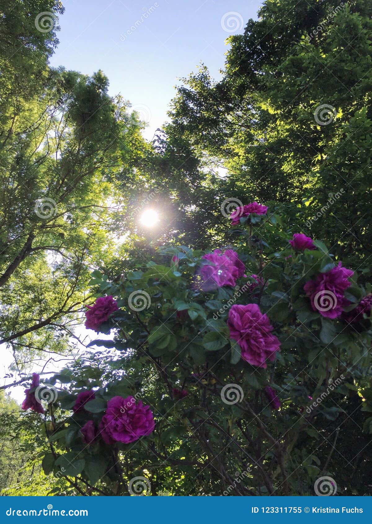 Sole e rose immagine stock. Immagine di rose, raggi - 123311755