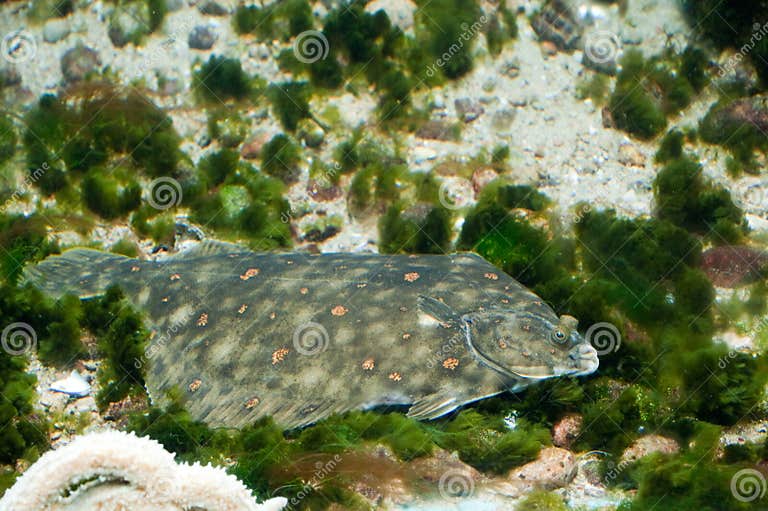 Sole fish stock image. Image of environment, marine, flatfish - 10240901