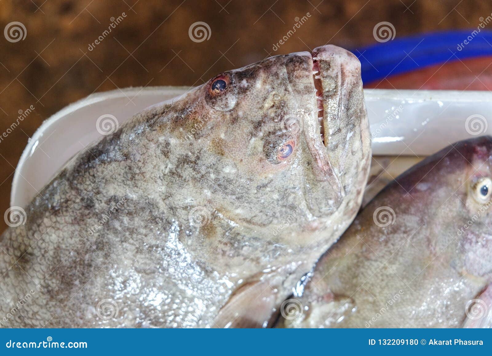 Sole fish stock photo. Image of meal, healthy, fish - 132209180