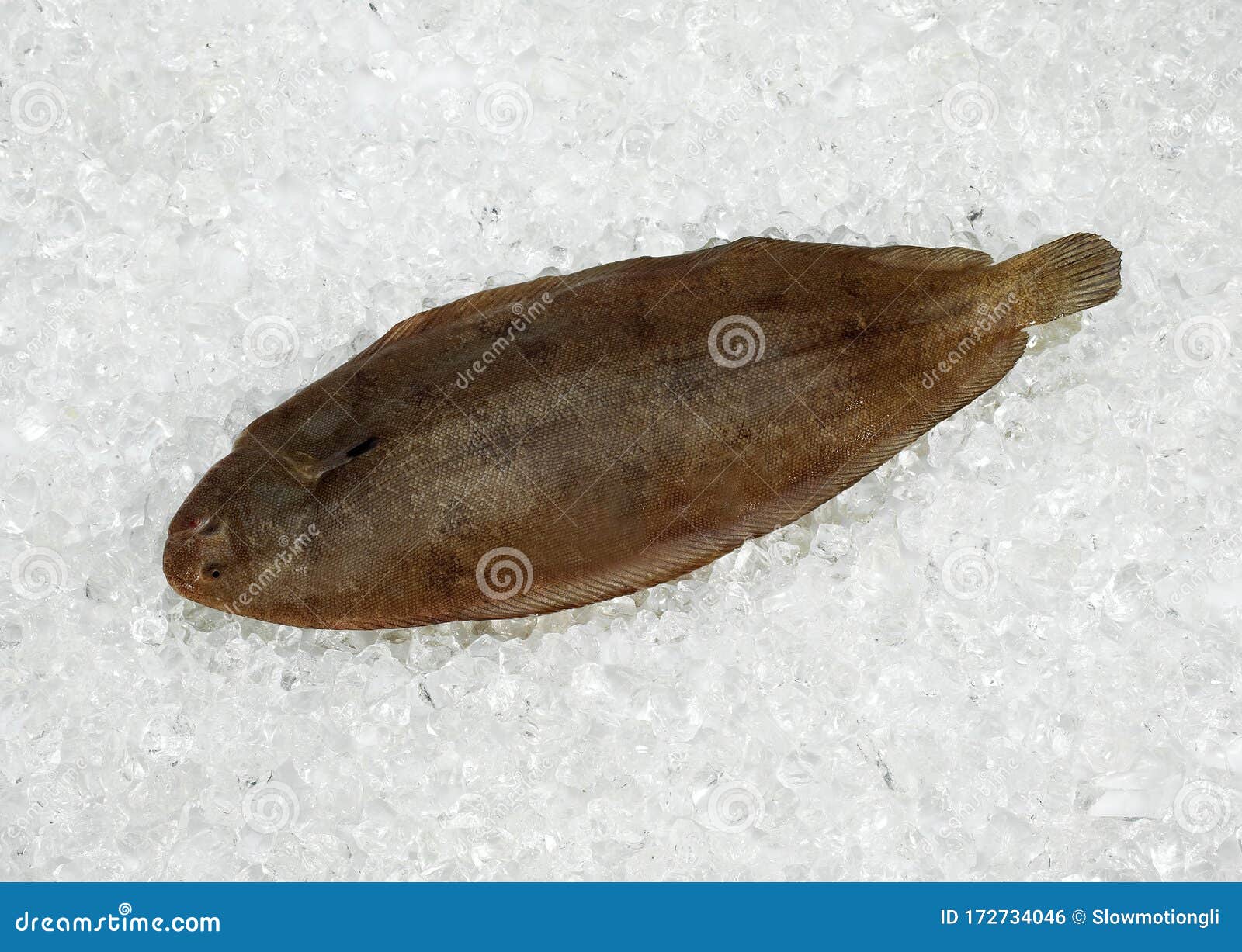 SOLE stock photo. Image of flatfish, indoor, soleidae - 172734046