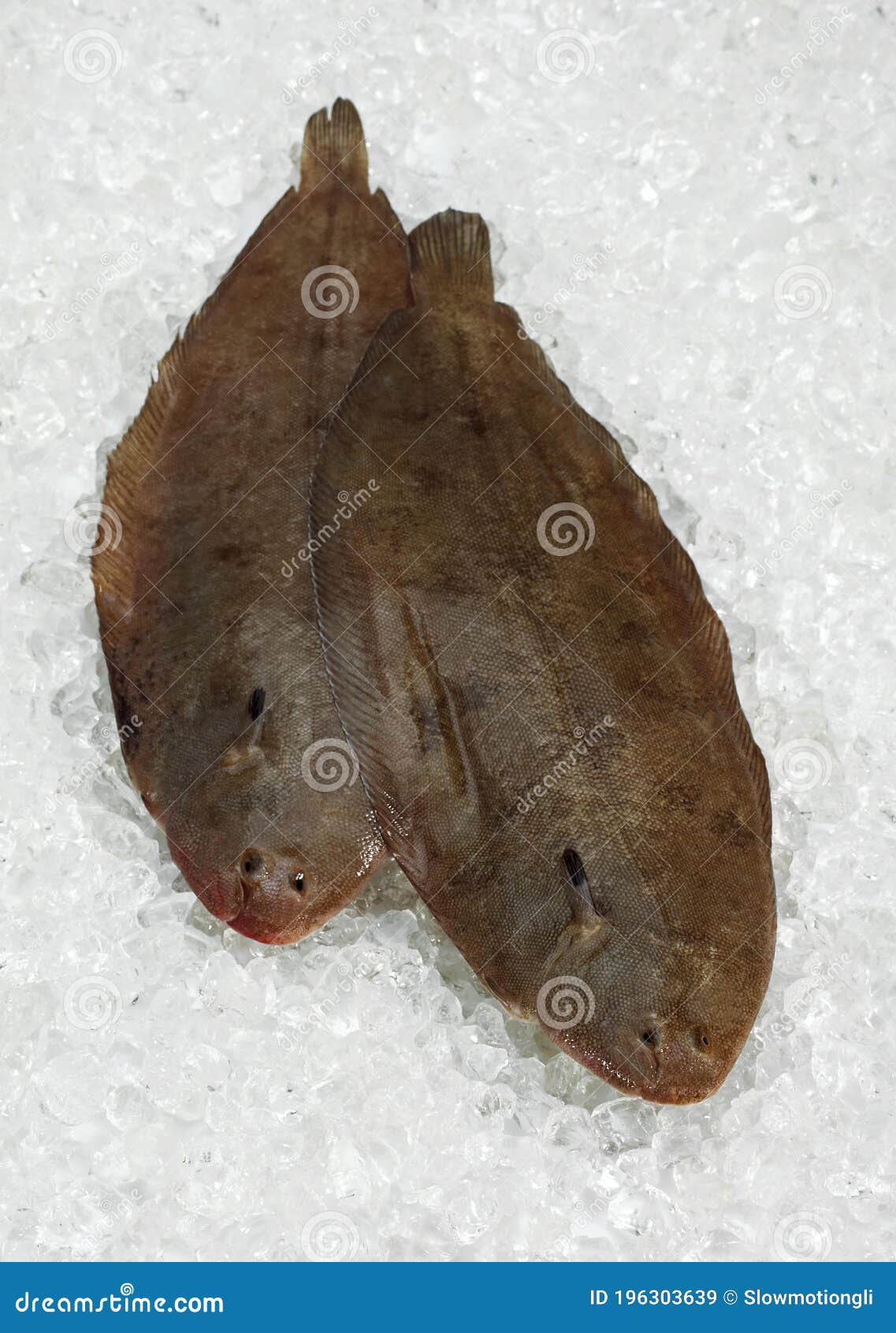 Sole Fish, Solea Solea, Fresh Fish on Ice Stock Image - Image of life ...