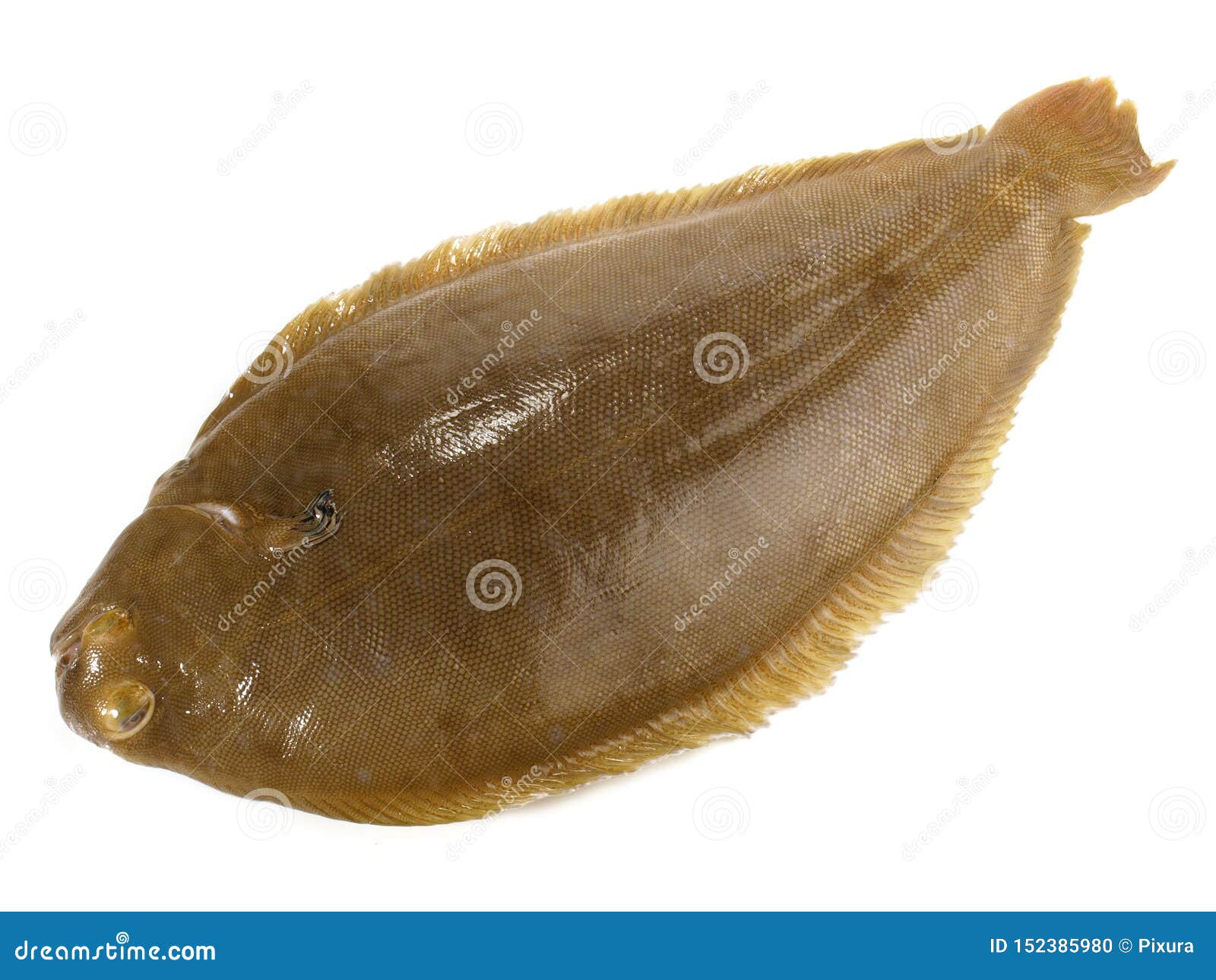 Whole Sole Flatfish on White Background Stock Photo - Image of farm ...