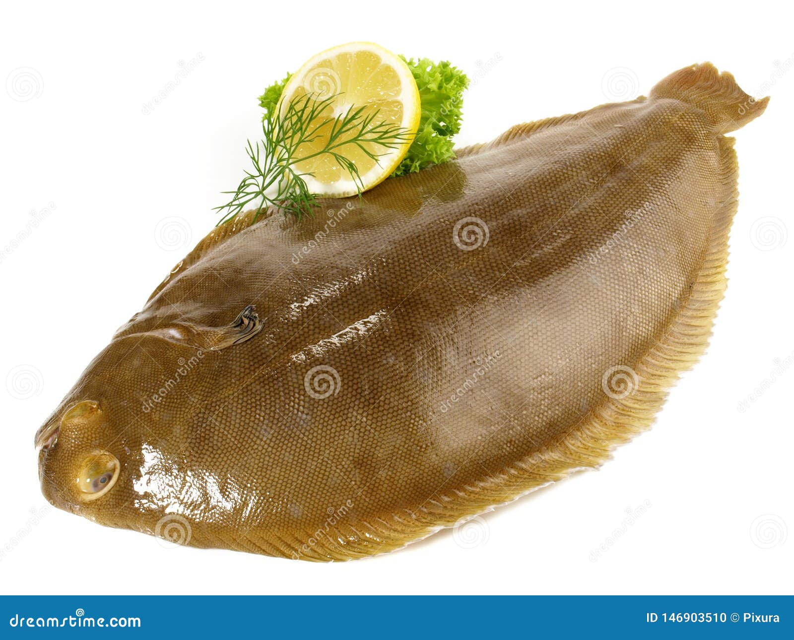 Sole - Flatfish with Lemon stock photo. Image of close - 146903510