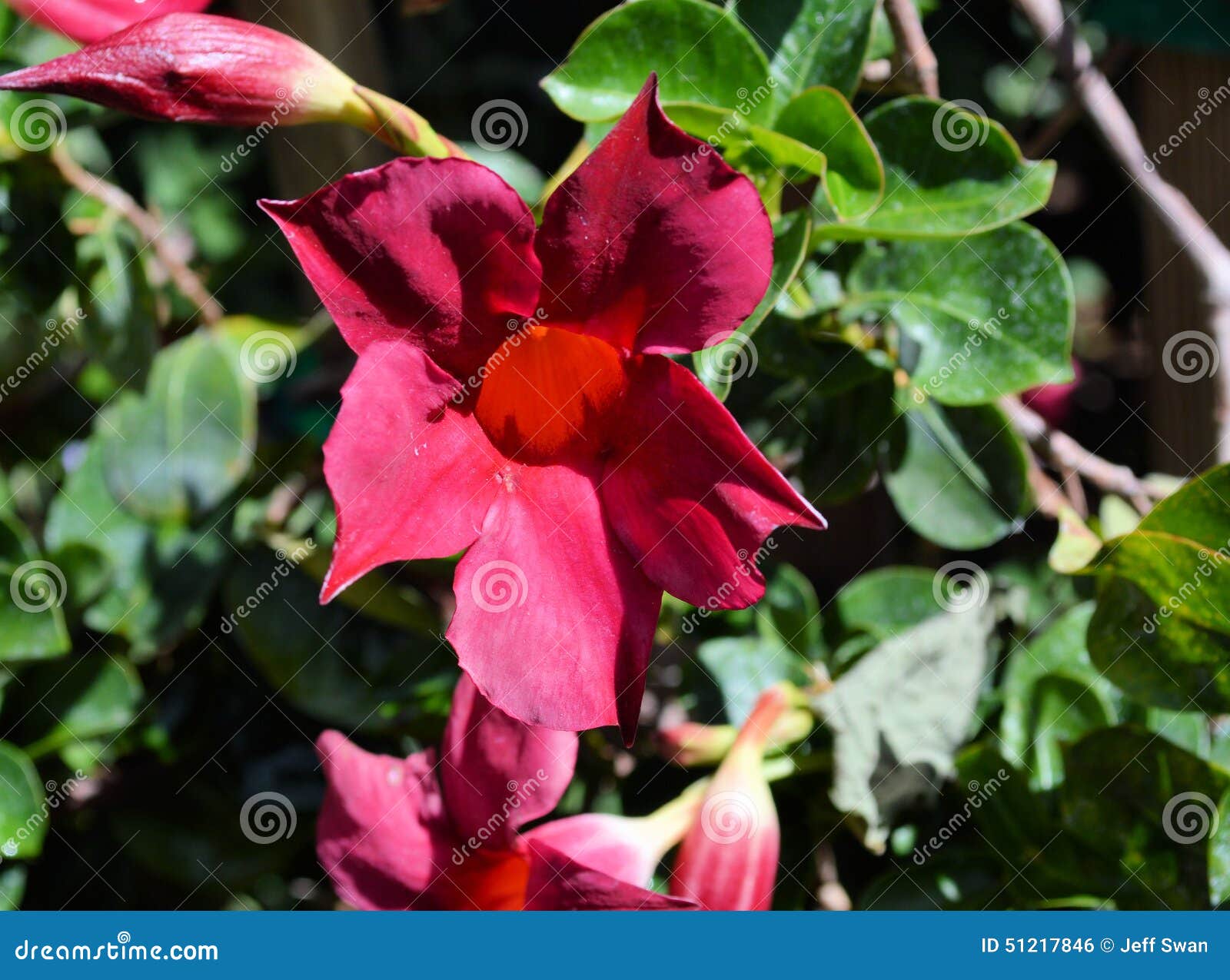 Sole flower stock photo. Image of macro, nature, close - 51217846