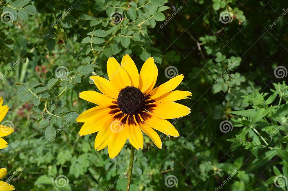 Sole flower stock image. Image of blooms, petals, flora - 51218075