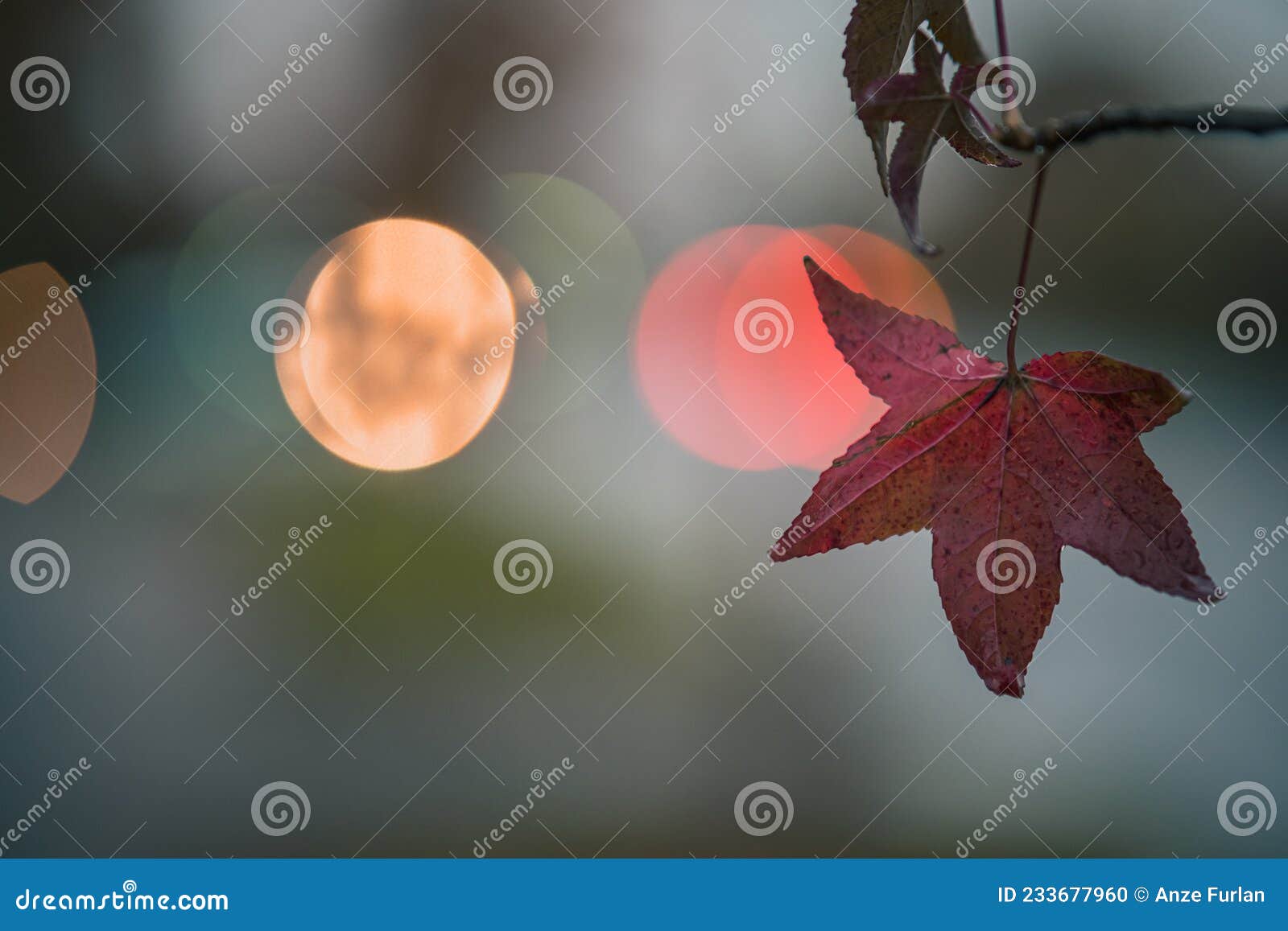Sole Maple Leaf Hanging Onto a Tread of a Twig on Autumn Setting ...