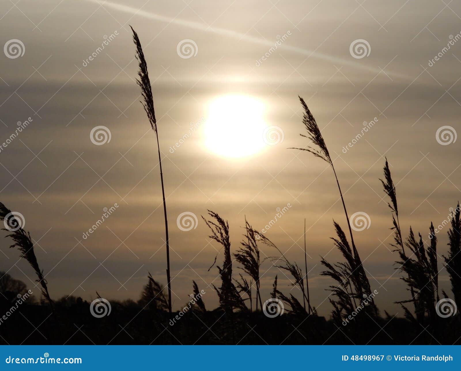 Sole pallido di inverno immagine stock. Immagine di freddo - 48498967