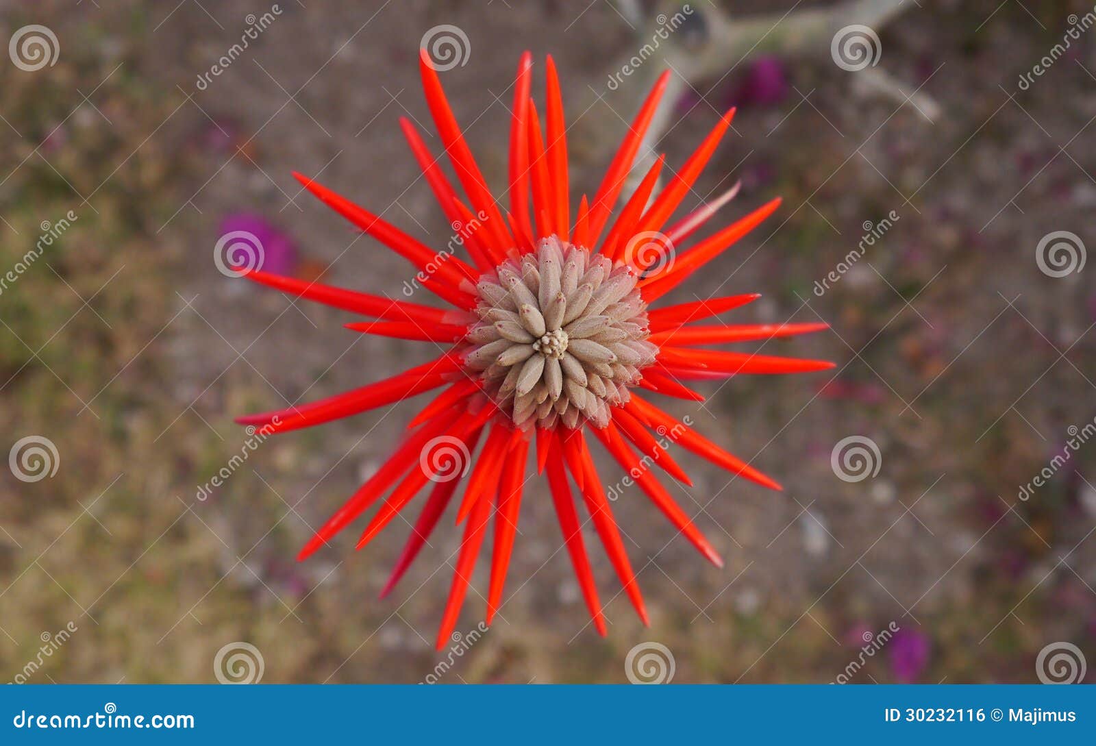 Spiky Red Flower stock photo. Image of unique, flora - 30232116