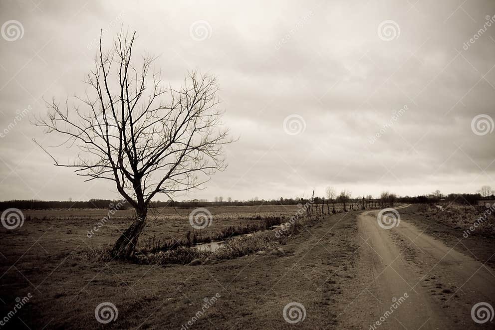 Solemn tree by the road stock image. Image of ecology - 17077883