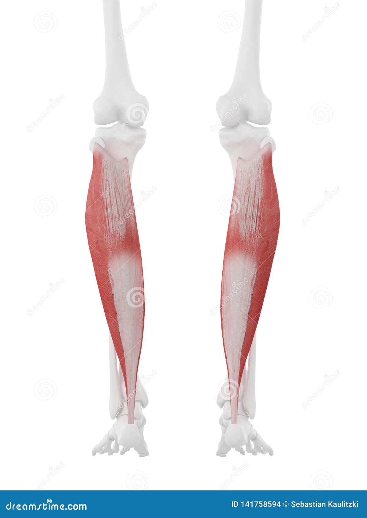 The Soleus stock illustration. Illustration of body - 141758594