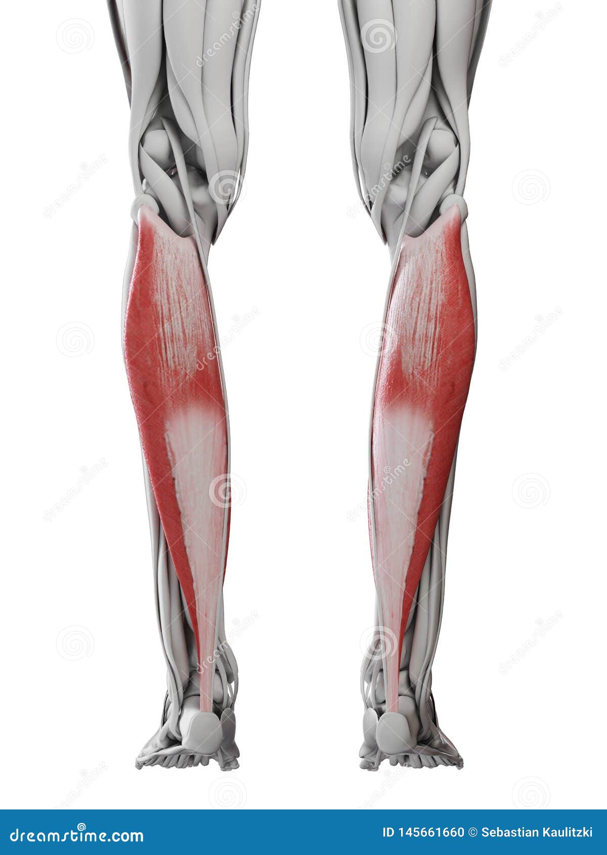 The soleus stock illustration. Illustration of musculature - 145661660