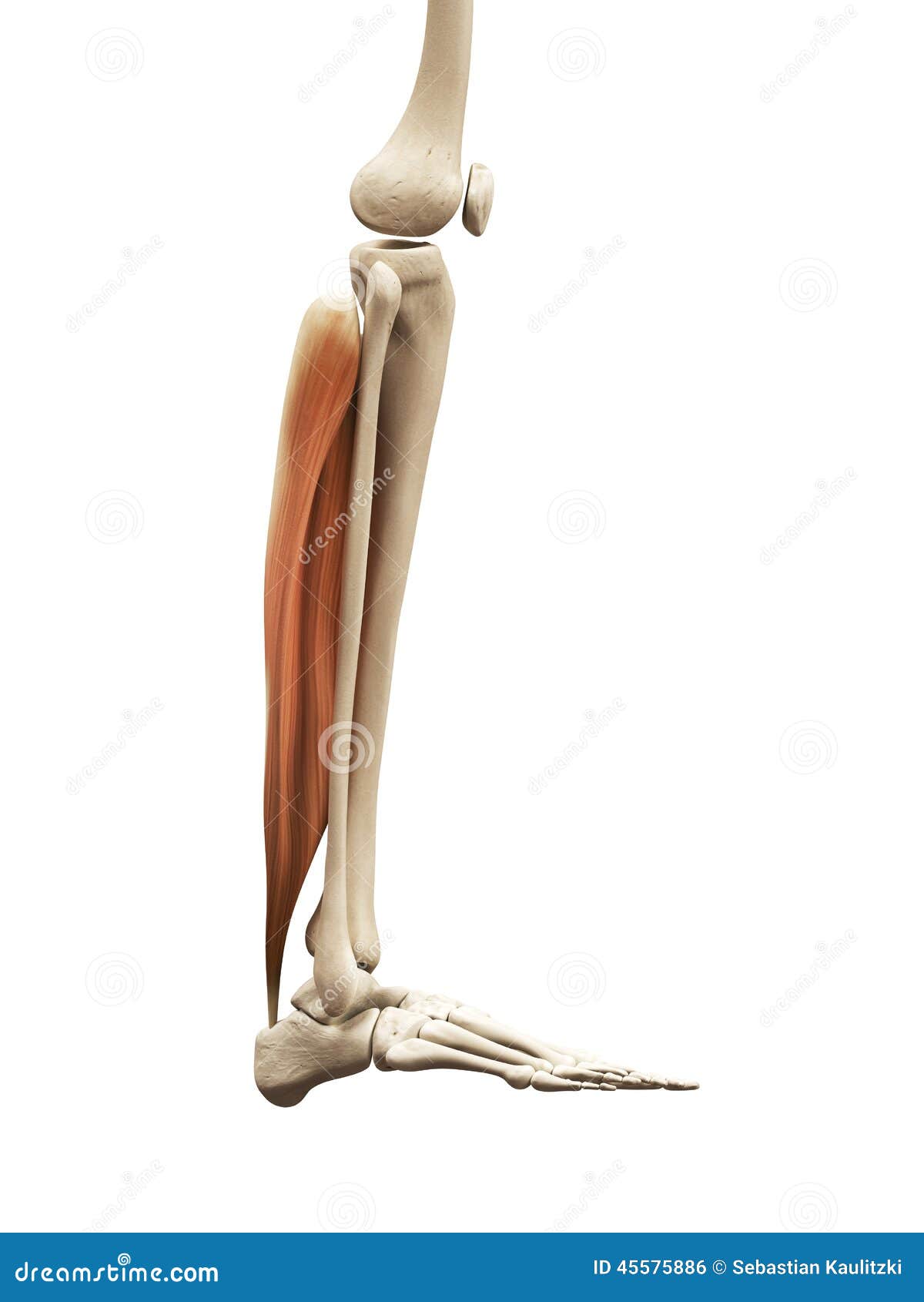 The soleus stock illustration. Illustration of diagram - 45575886
