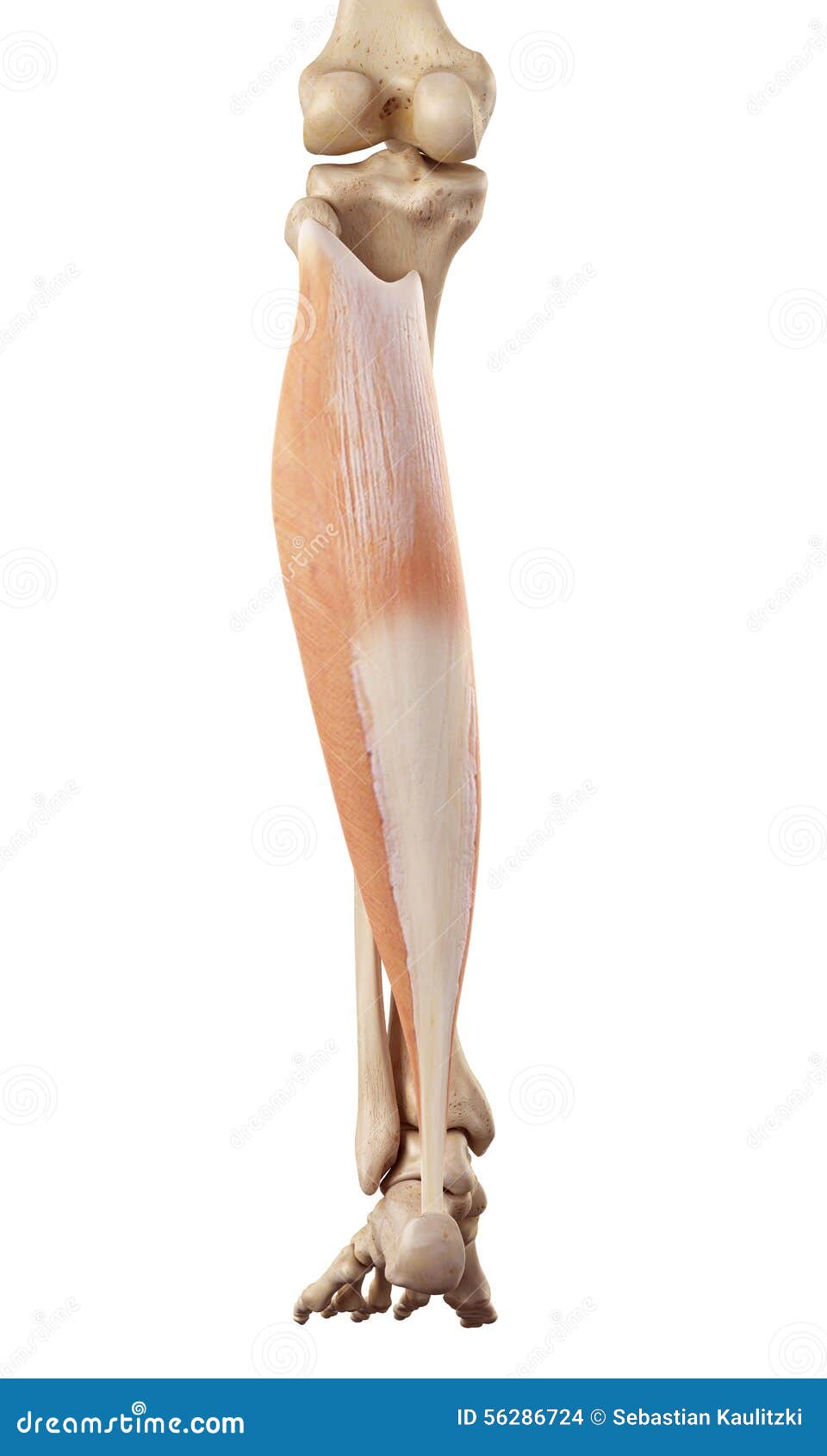 The soleus stock illustration. Illustration of rendering - 56286724