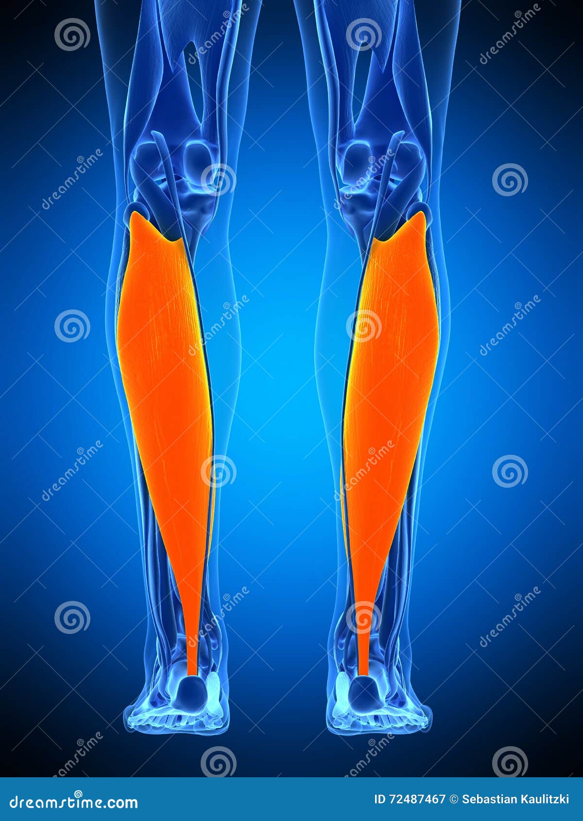 The soleus stock illustration. Illustration of fitness - 72487467