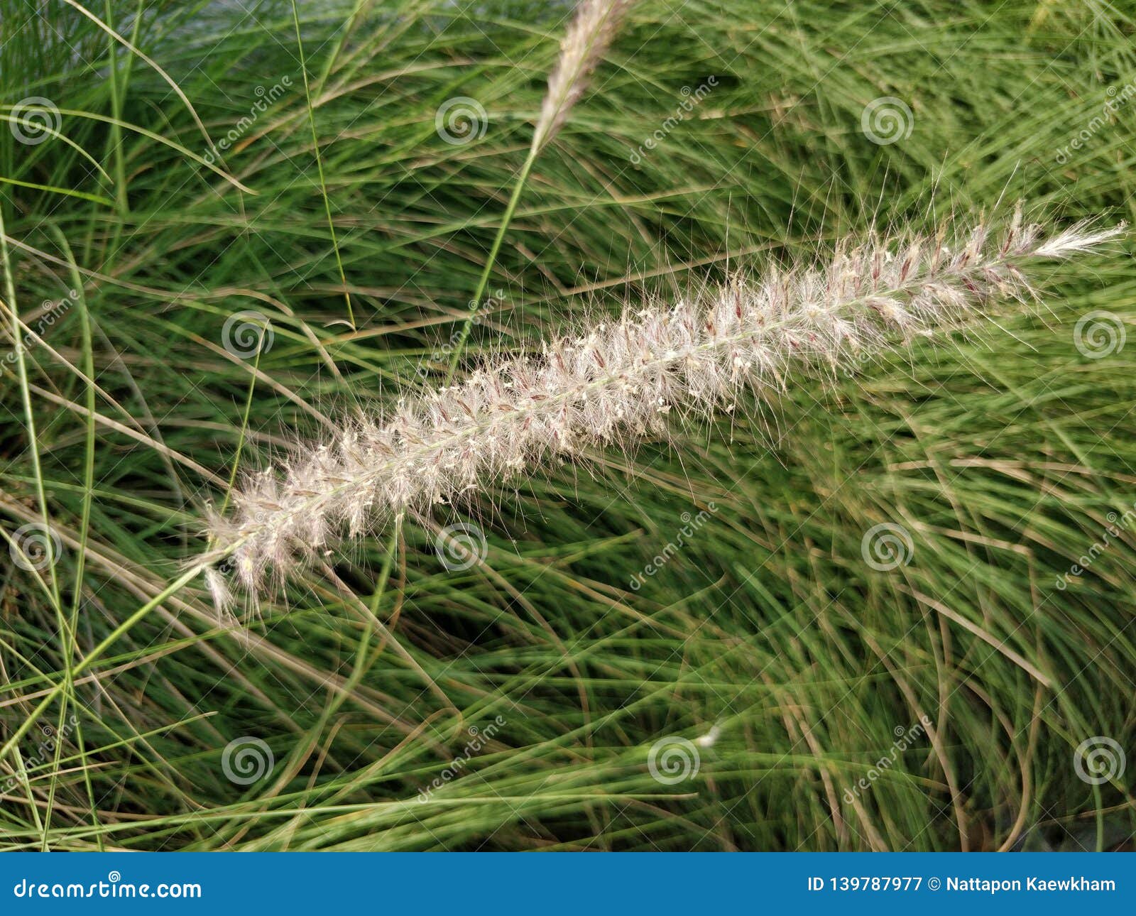 Soft grass stock image. Image of park, outdoor, solf - 139787977
