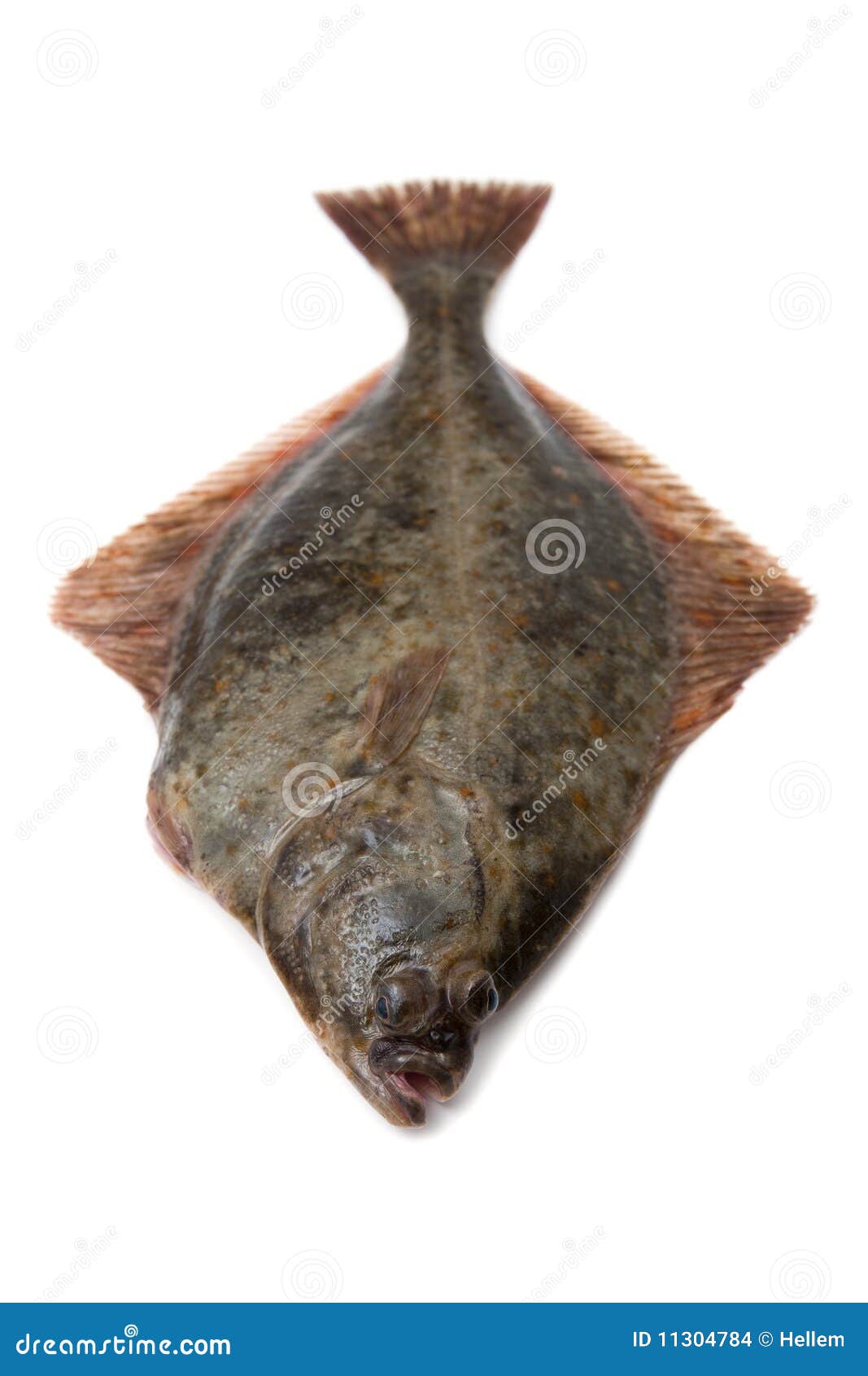 Solha foto de stock. Imagem de marisco, marinho, dieta - 11304784