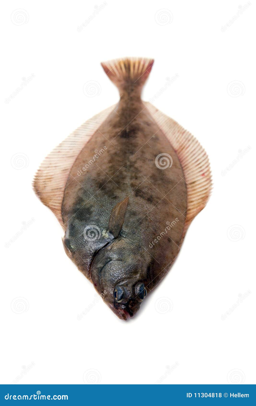 Solha da solha foto de stock. Imagem de peixes, pele - 11304818