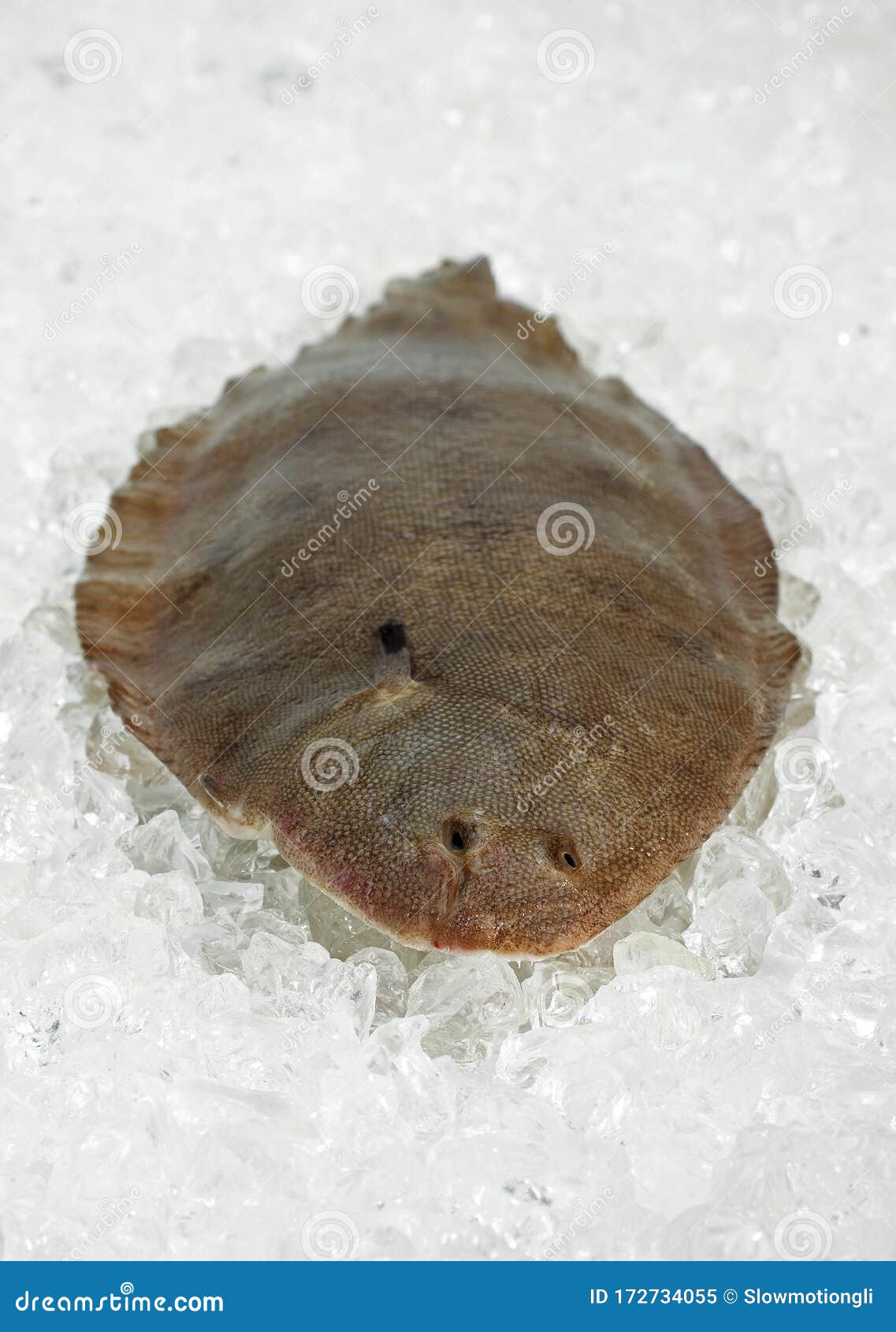 Solha imagem de stock. Imagem de flatfish, wildlife - 172734055