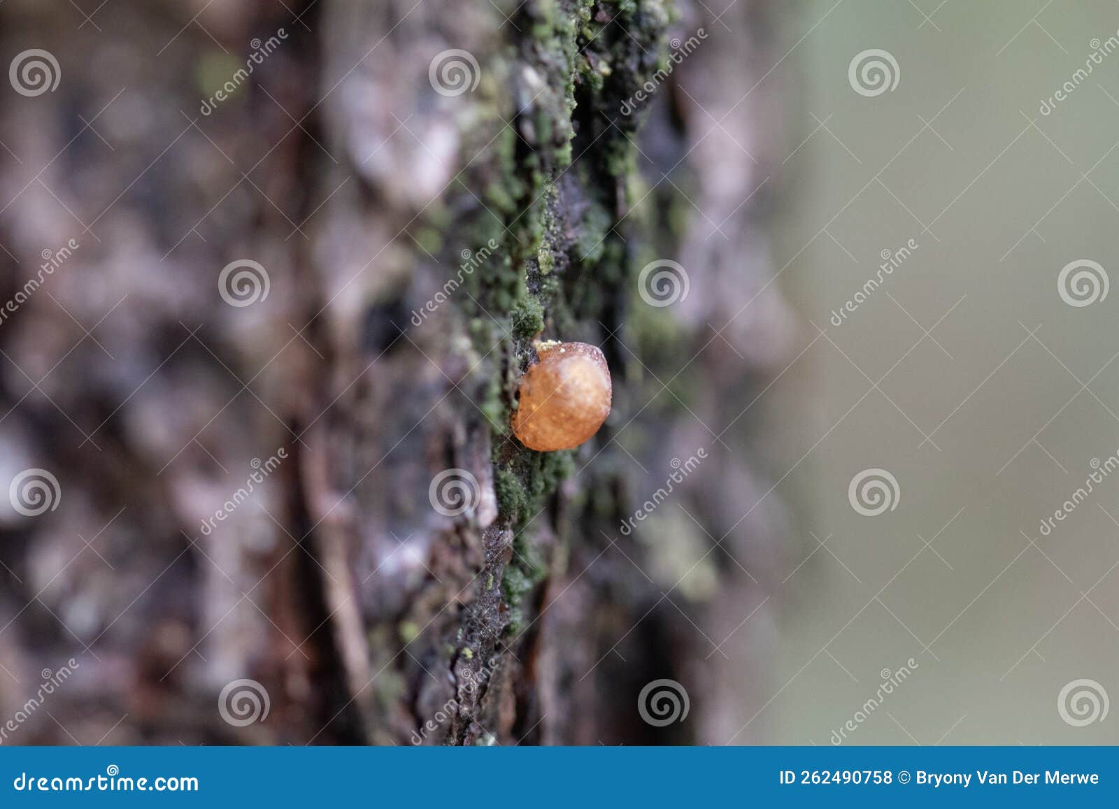 Solid Amber Resin Drop on Tree, United Kingdom Stock Photo - Image of ...