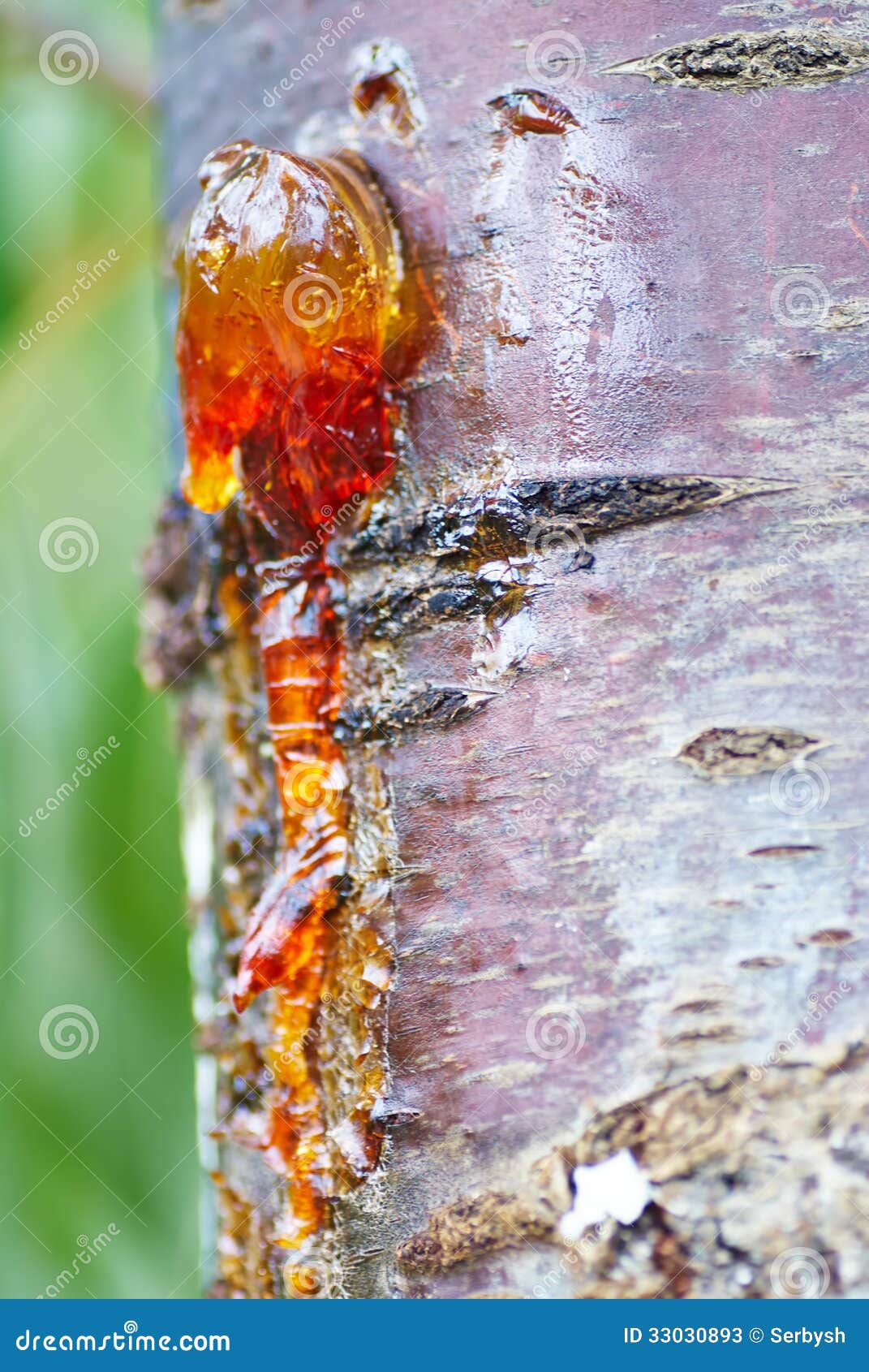 Solid Amber Resin Drops on a Cherry Tree Trunk. Stock Image - Image of ...
