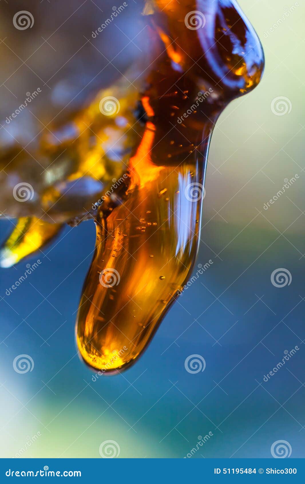 Solid Amber Resin Drops on a Cherry Tree Trunk. Stock Photo - Image of ...