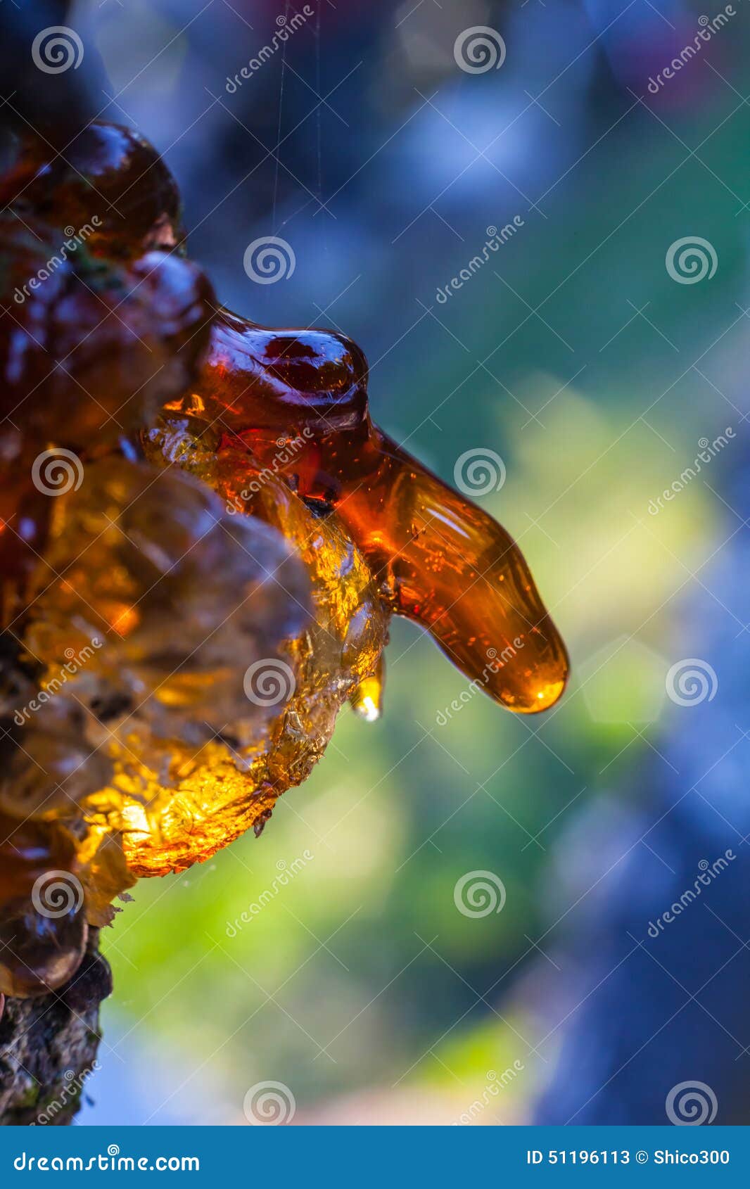 Solid Amber Resin Drops on a Cherry Tree Trunk. Stock Image - Image of ...