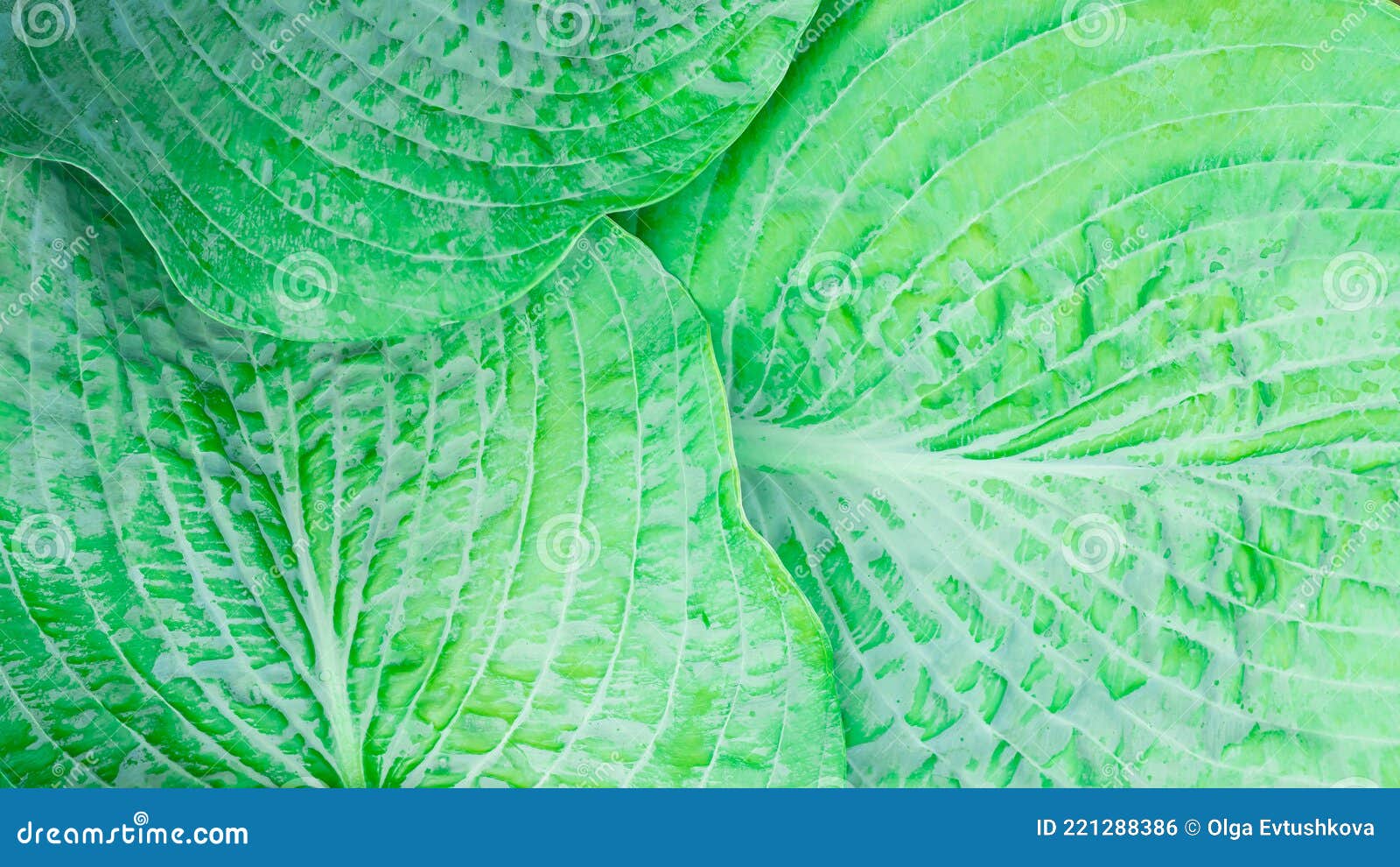 Solid Background of Green Hosta Leaves with Textured Veins Stock Photo ...