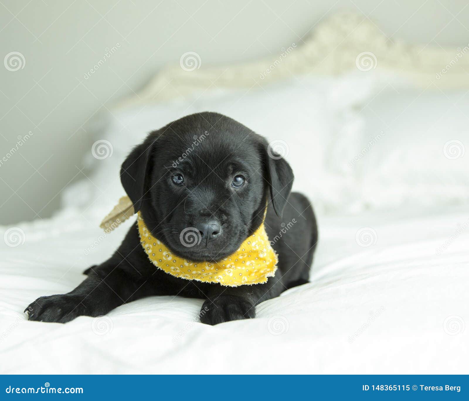 Solid Black Lab Puppy with Yellow Bandana Rests on White Bed Stock ...