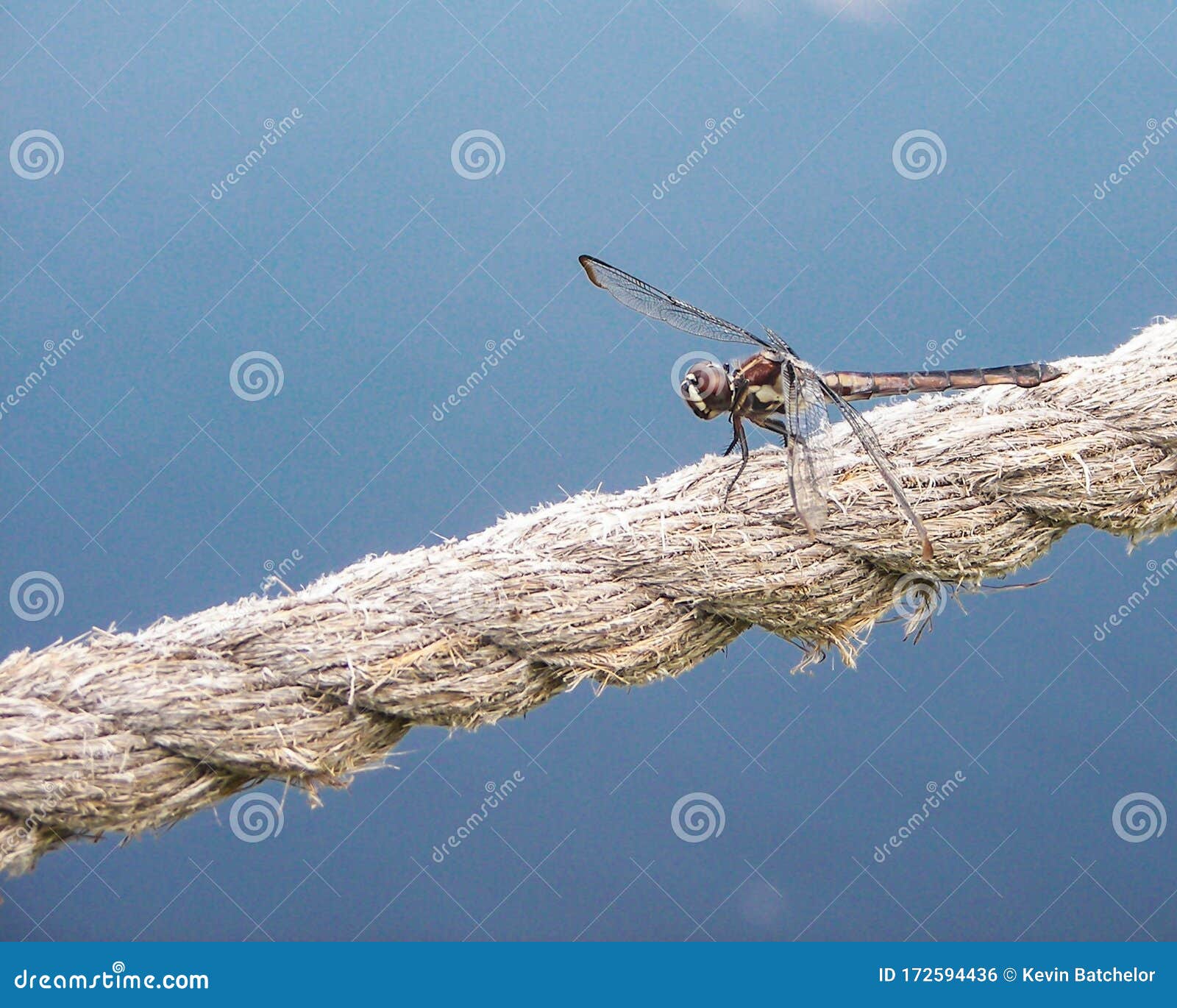 Dragonfly Perched on Large Rope Stock Photo - Image of detail, natural ...